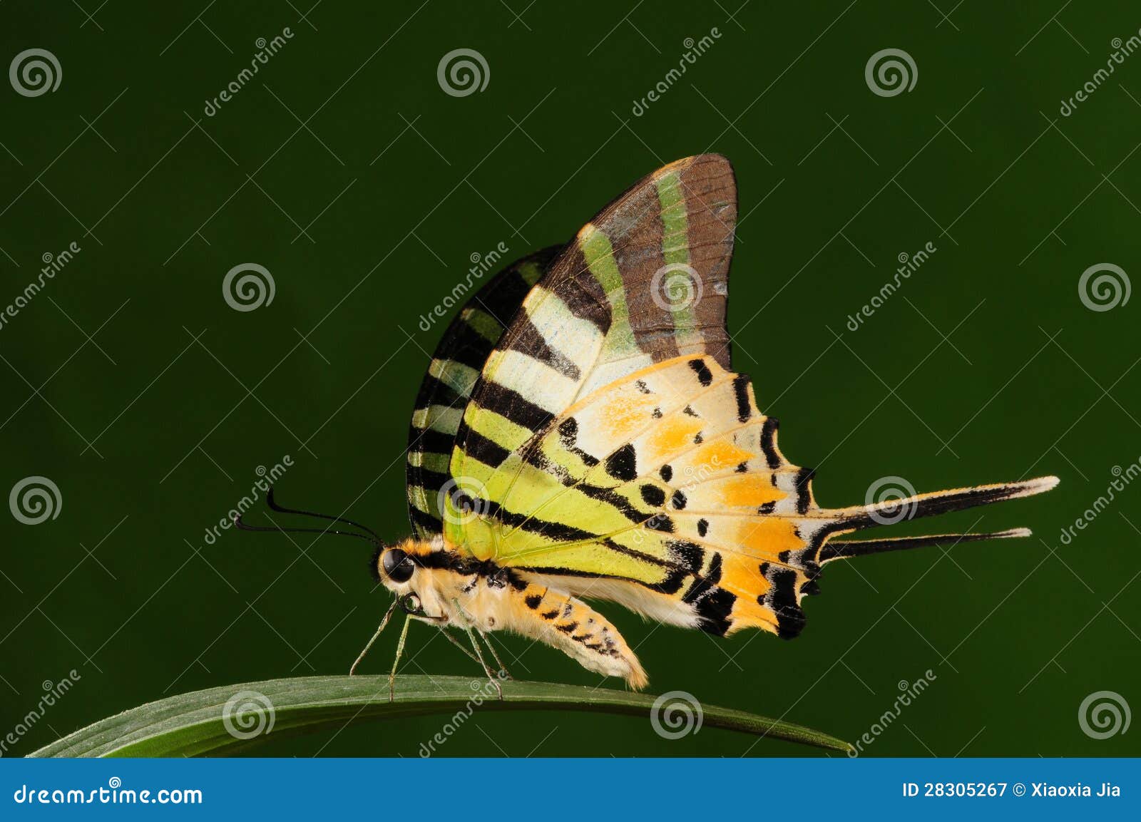 Pathysa Antiphates /butterfly Stock Image - Image of discovery, feeding ...