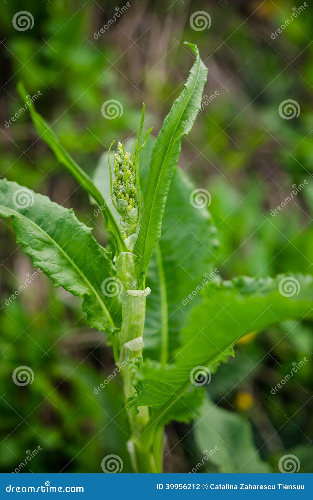 Rumex Patientia Stock Photo | CartoonDealer.com #56101236