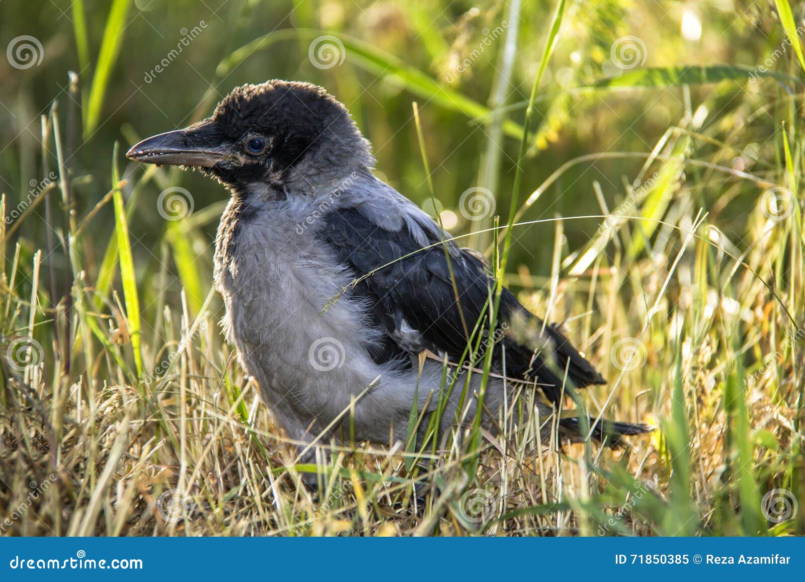 604 Baby Crow Stock Photos - Free & Royalty-Free Stock Photos from ...
