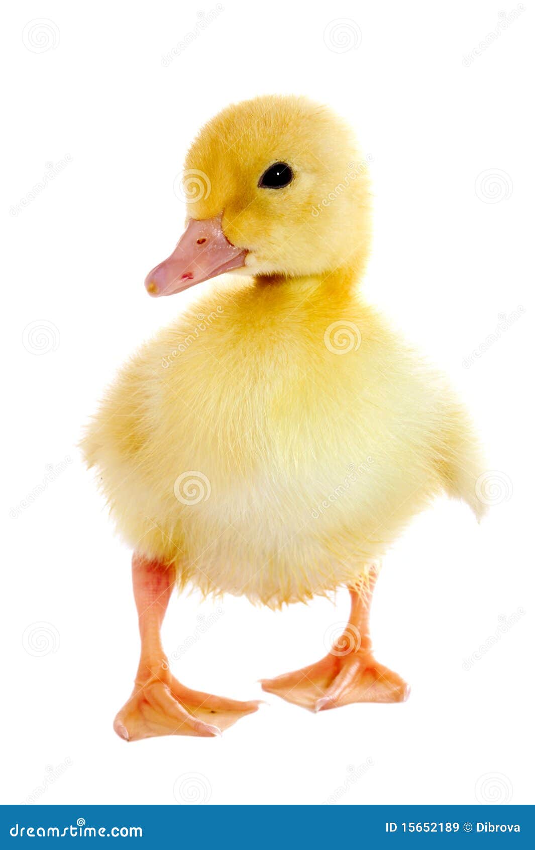 Patinho imagem de stock. Imagem de pequeno, confuso, branco - 15652189