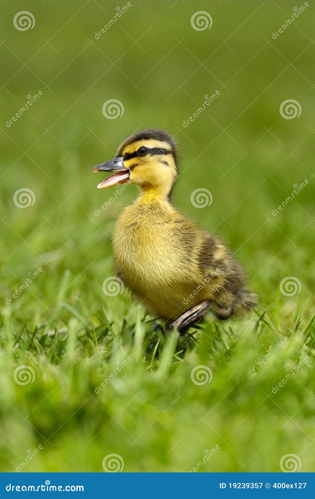 Patinho 3 imagem de stock. Imagem de waterfowl, patinho - 19239357