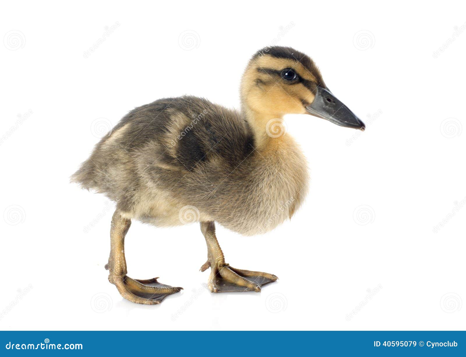 Patinho novo imagem de stock. Imagem de fundo, marrom - 40595079