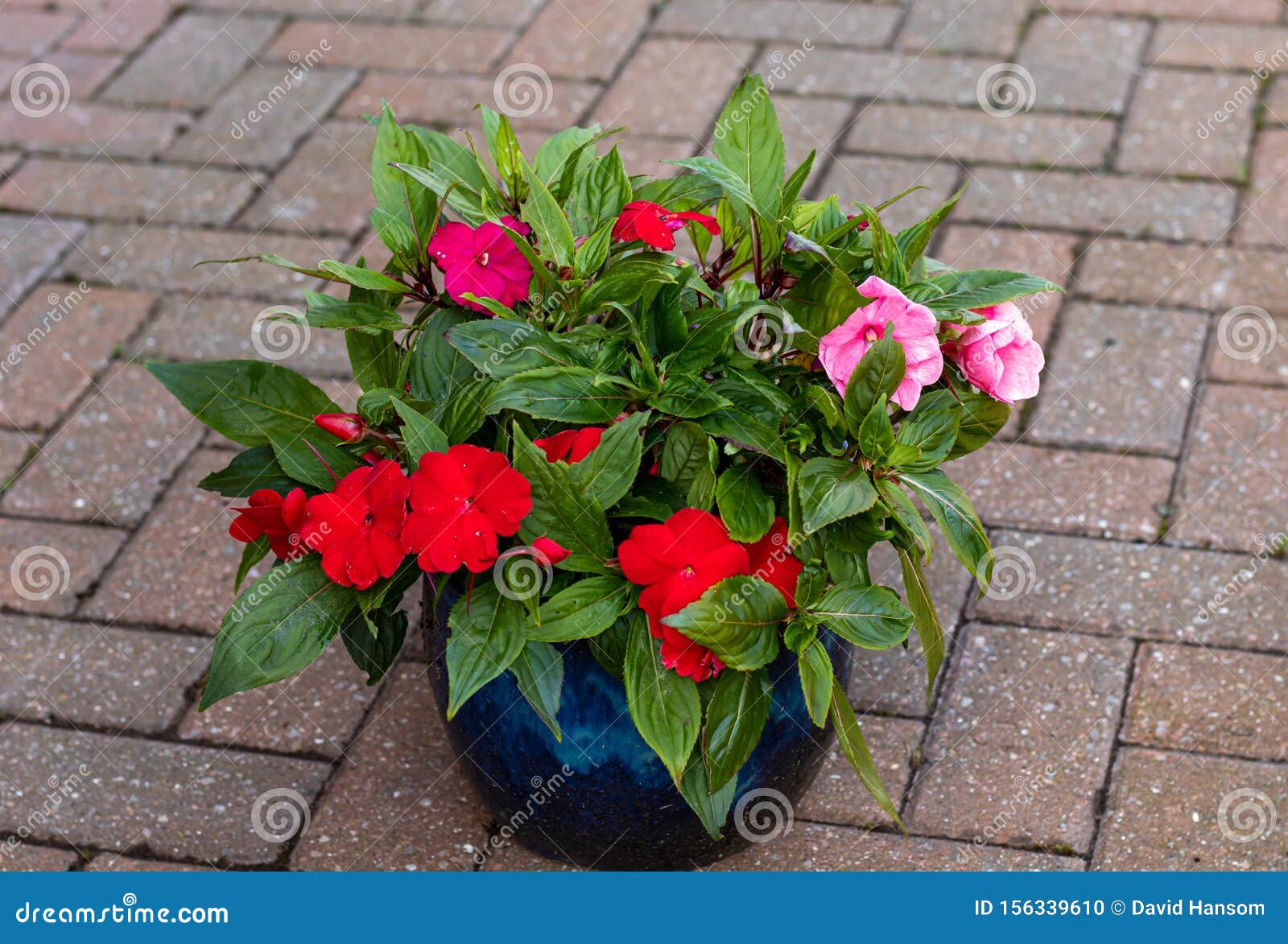A Patio Pot of Vibrant Impatiens Stock Photo - Image of blossom, basket ...