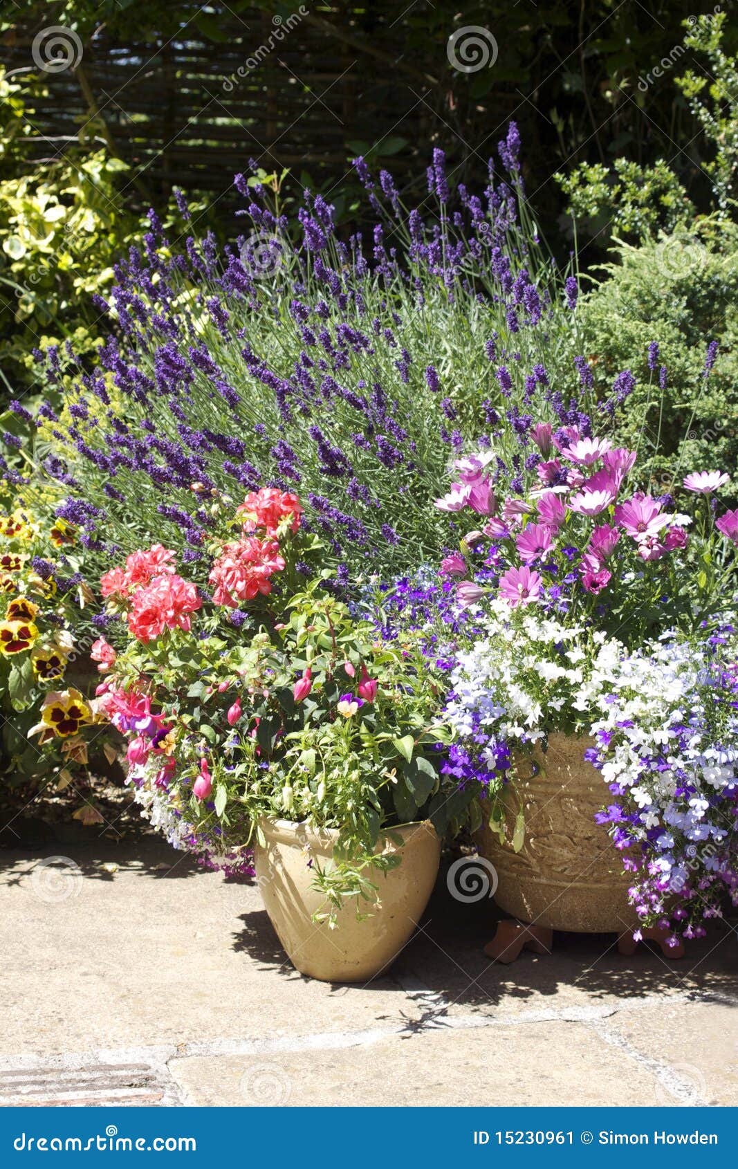 Patio Pots stock image. Image of foliage, lavender, bloom - 15230961