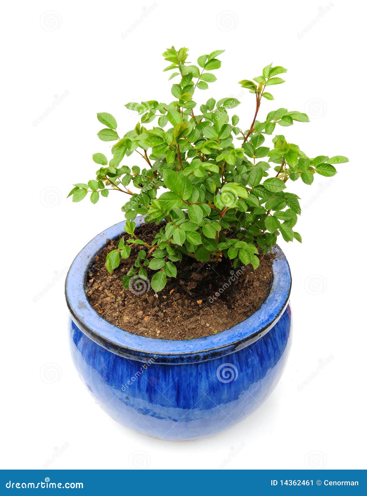 Patio rose stock image. Image of container, outdoor, gardening - 14362461