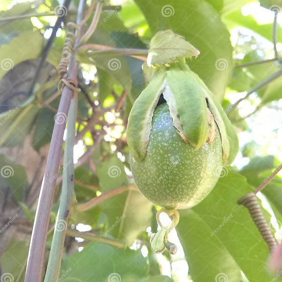 Pation fruit on a tree stock image. Image of fruit, farming - 118157879