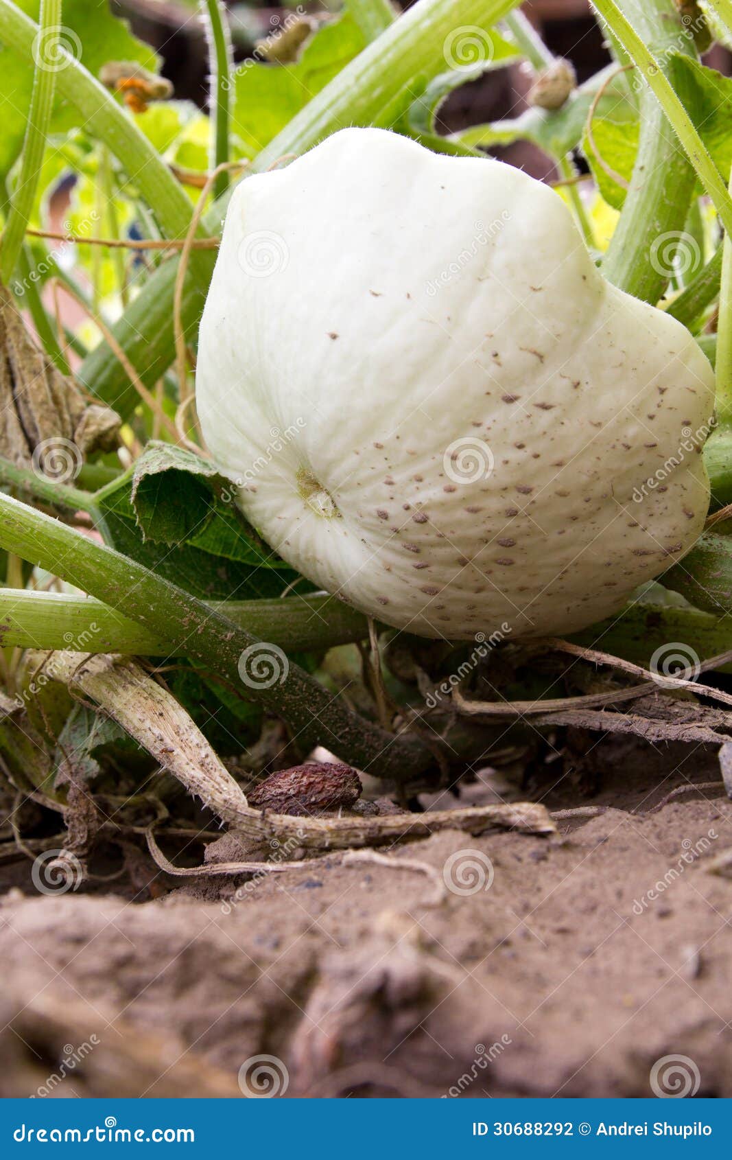 Patison in nature stock photo. Image of organic, natural - 30688292