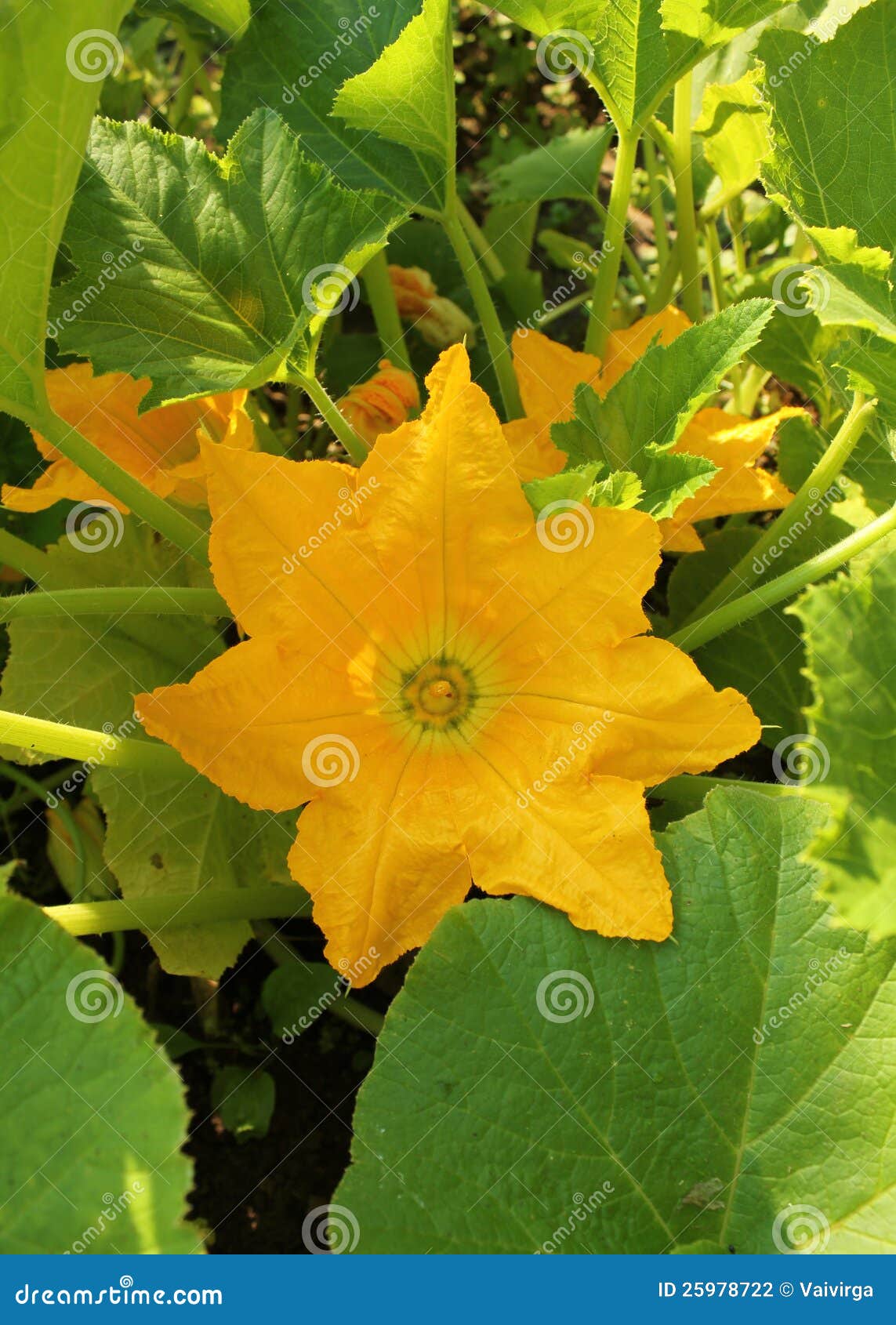 Patisson flower stock photo. Image of garden, food, agriculture - 25978722