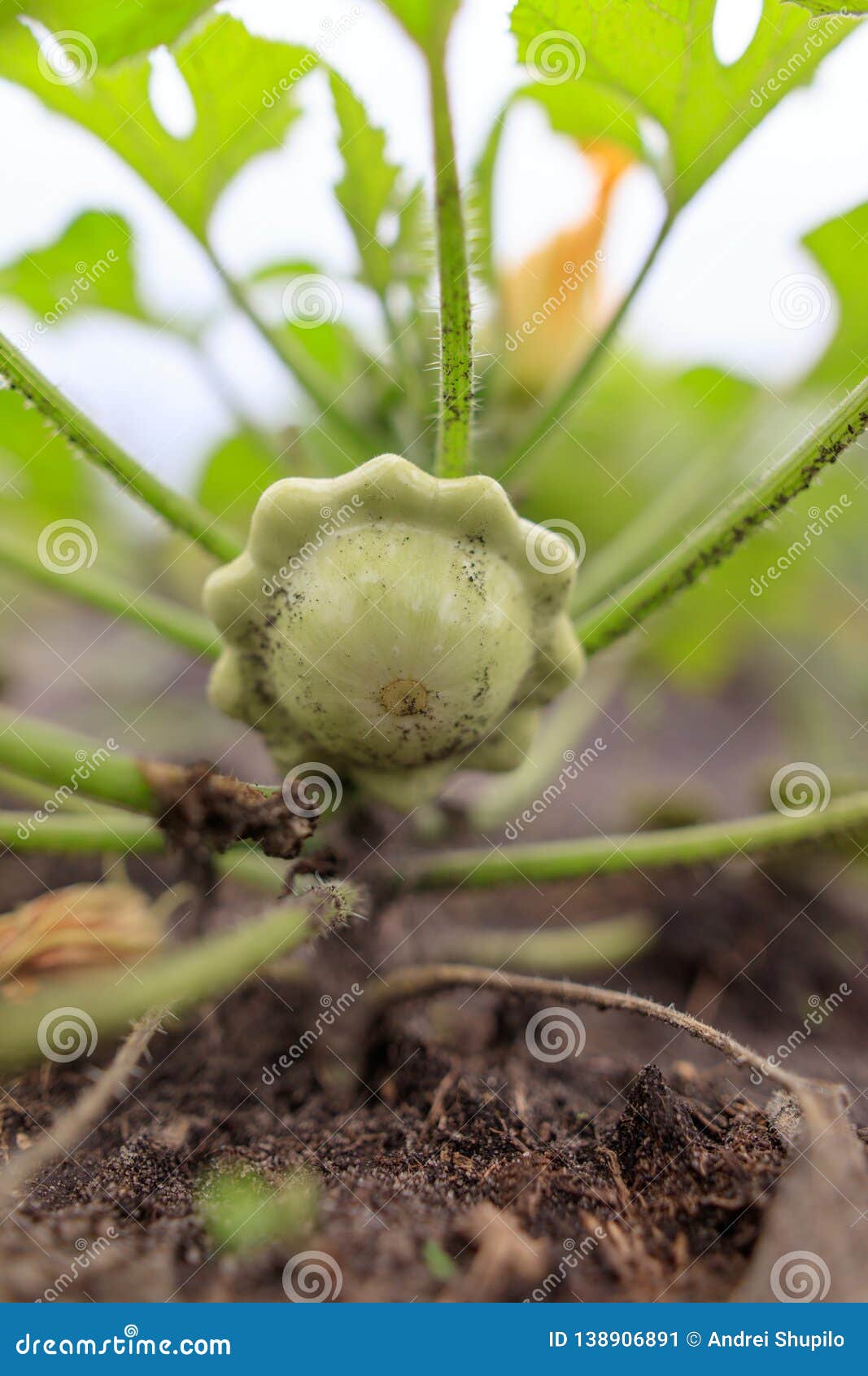 Patissons Grow on a Bush in the Garden Stock Image - Image of color ...