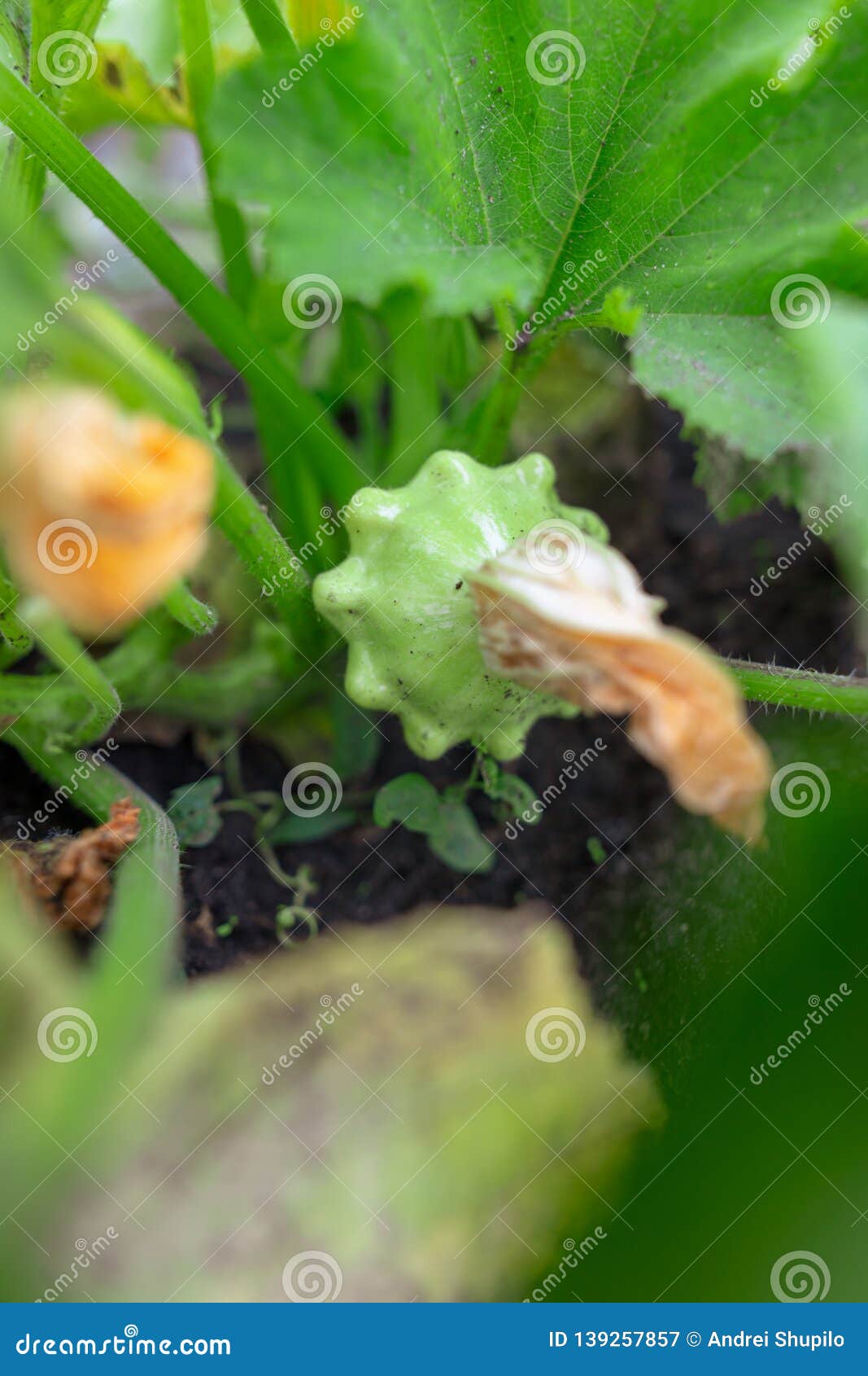 Patissons Grow on a Bush in the Garden Stock Image - Image of vegetable ...