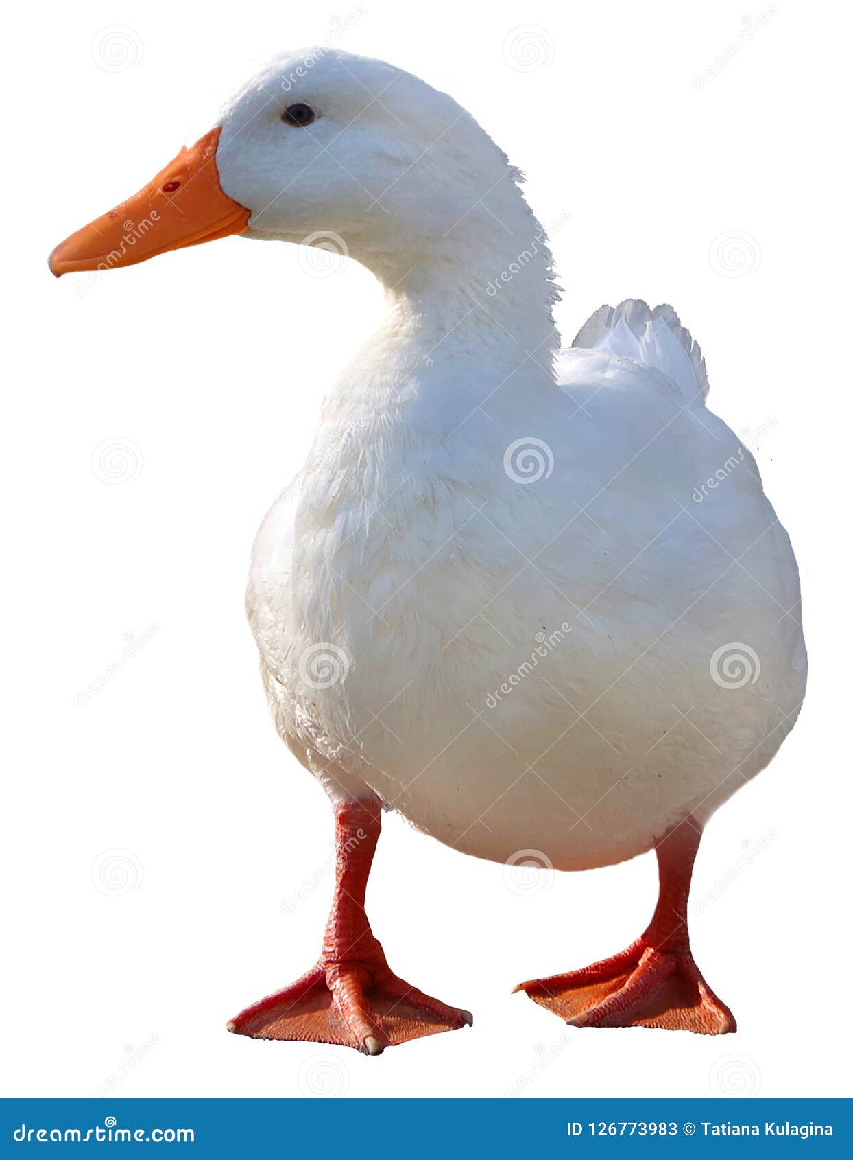 Pato imagen de archivo. Imagen de pluma, mascota, foreground - 126773983