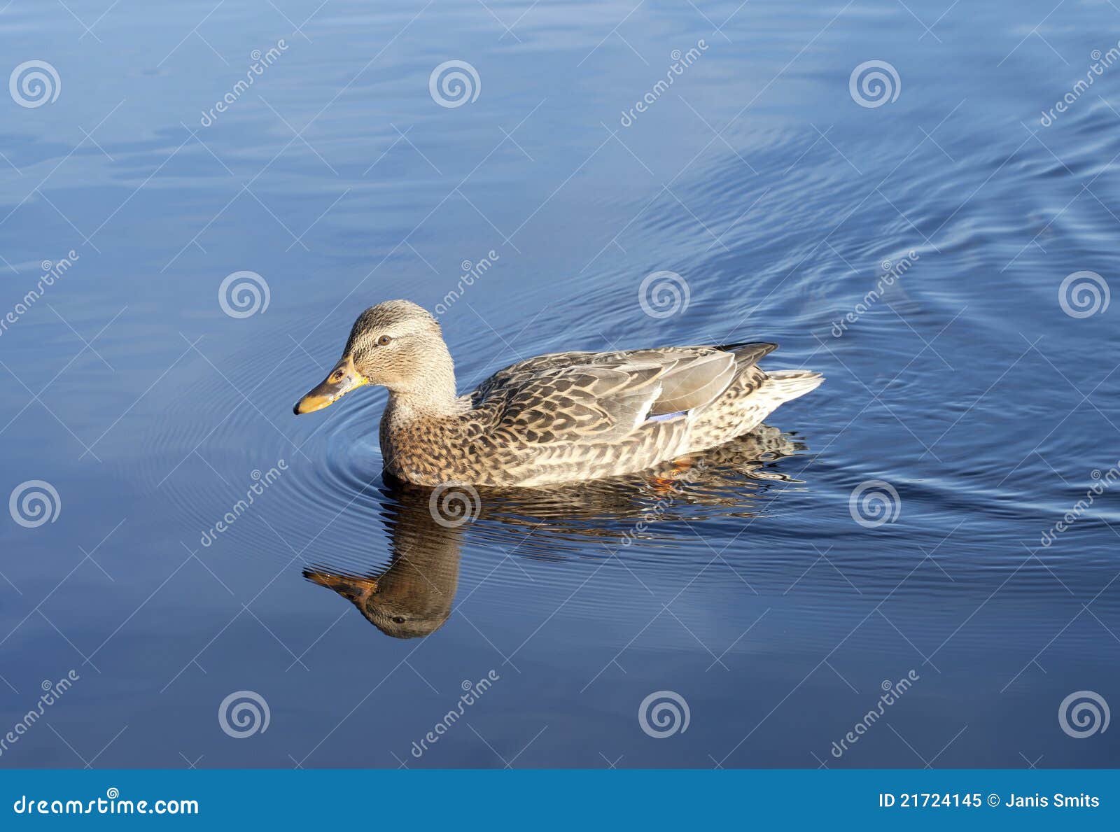 Pato. imagen de archivo. Imagen de verde, charco, personas - 21724145