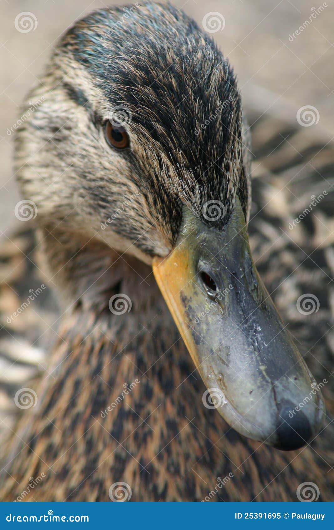 Pato imagen de archivo. Imagen de pato, resorte, cubo - 25391695