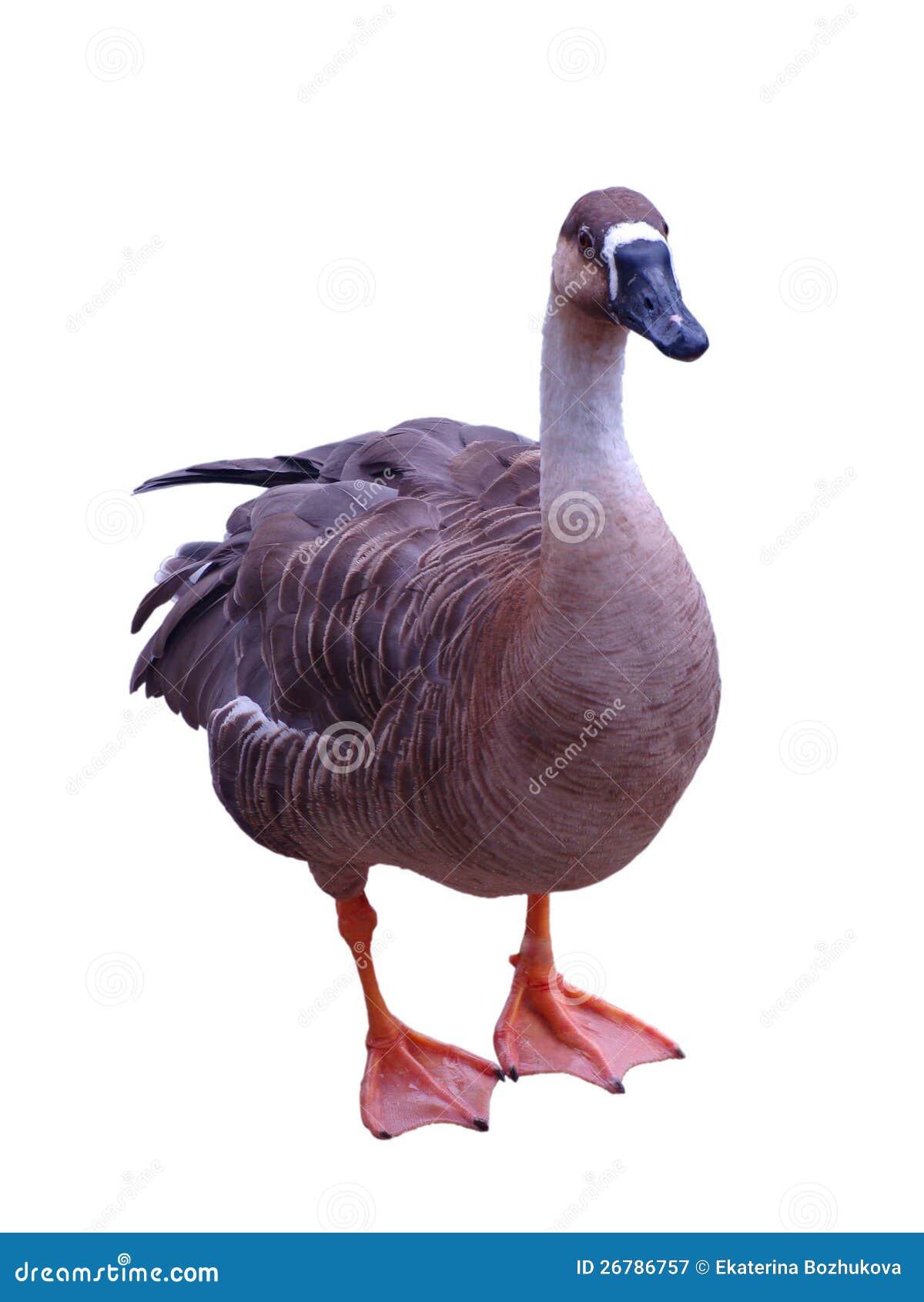 Pato imagen de archivo. Imagen de nadada, animales, completo - 26786757