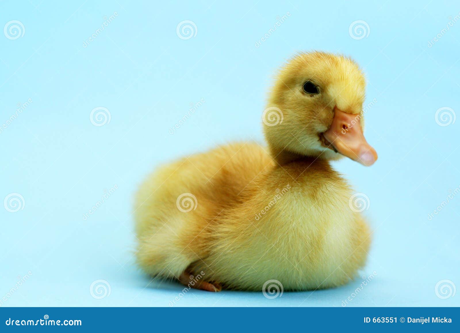 Pato imagen de archivo. Imagen de bebé, granja, pato, polluelo - 663551