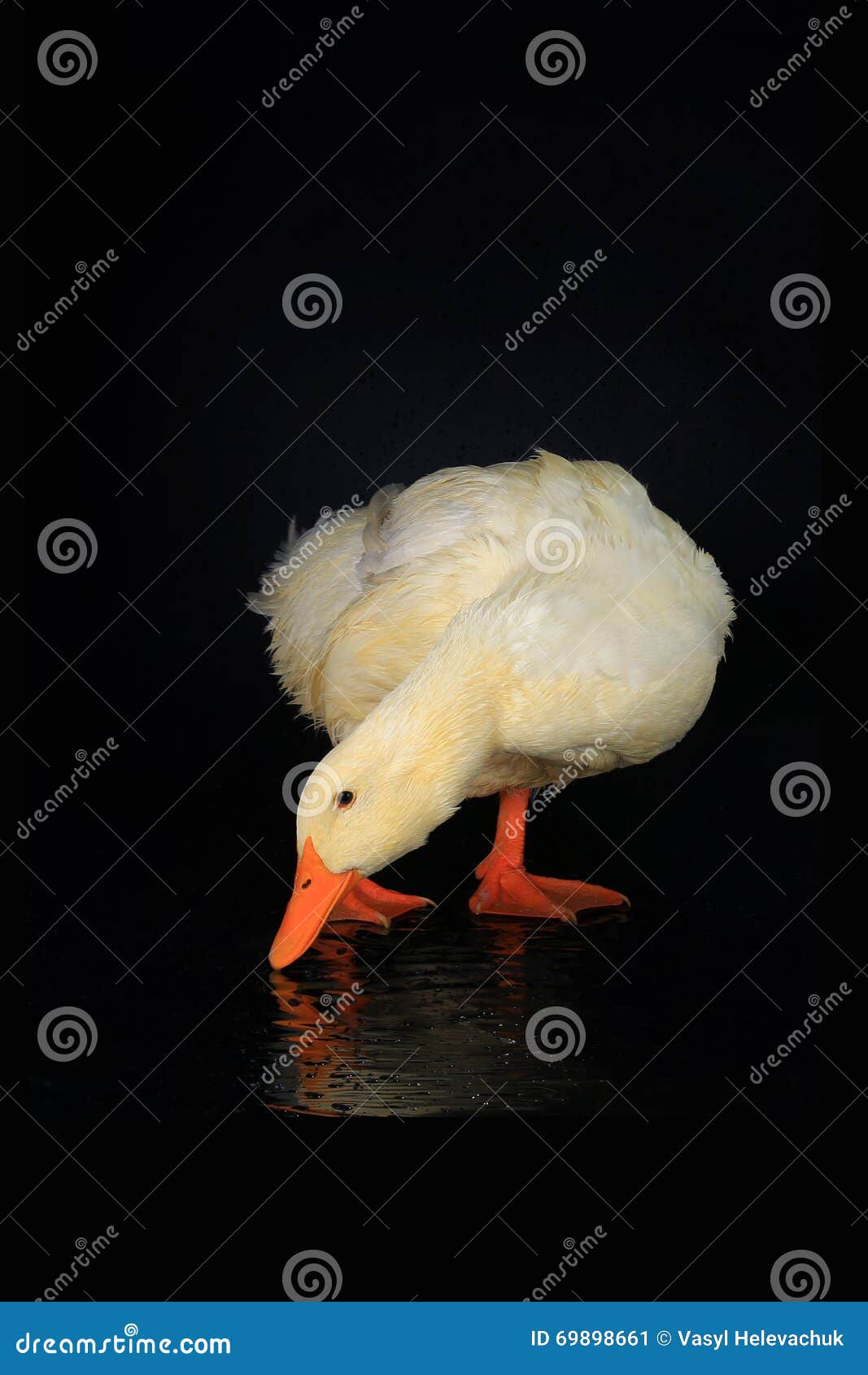 Pato imagen de archivo. Imagen de waterfowl, pato, fauna - 69898661