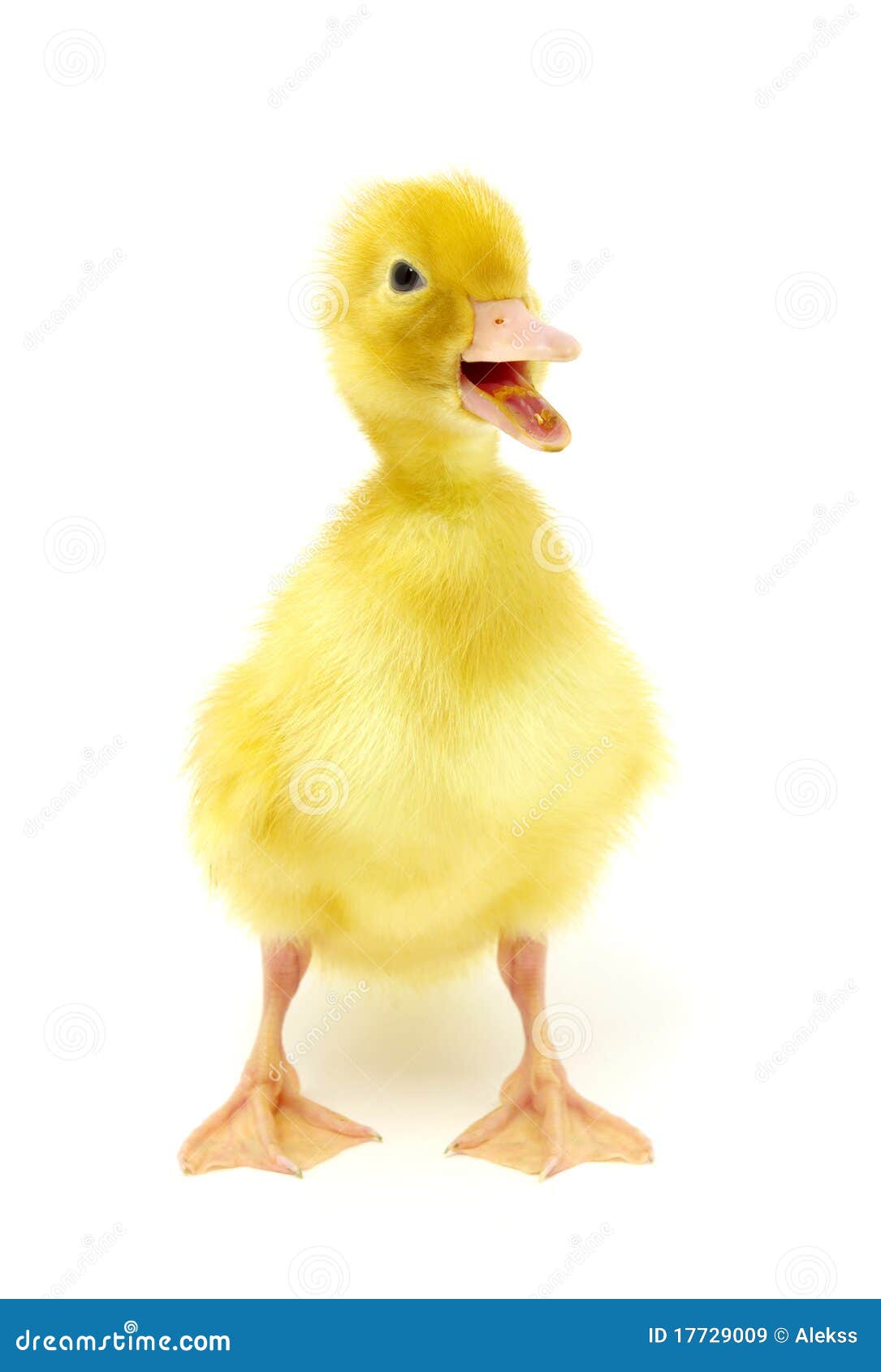 Pato amarillo imagen de archivo. Imagen de joven, poco - 17729009