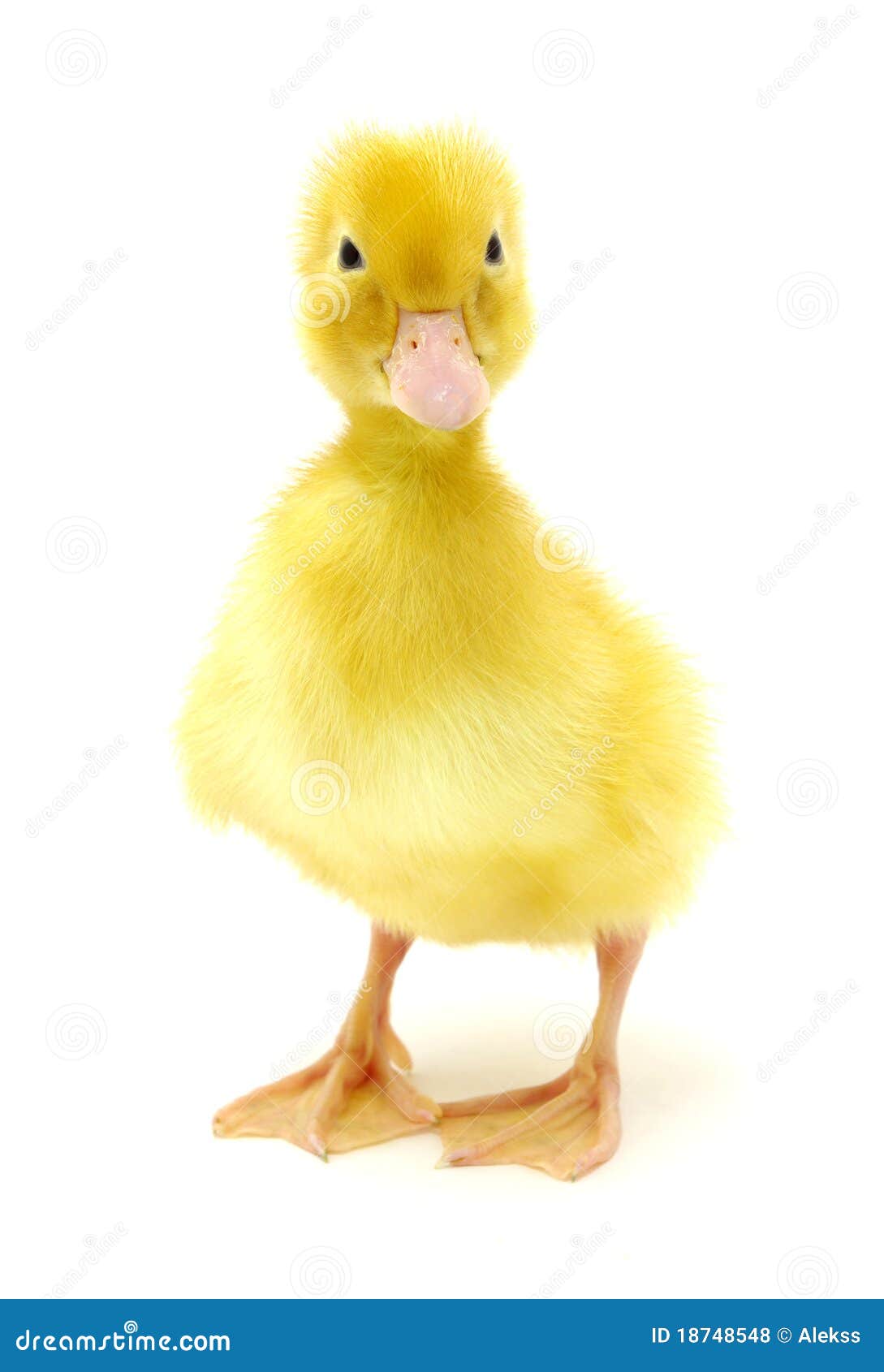 Pato amarillo foto de archivo. Imagen de polluelos, animal - 18748548