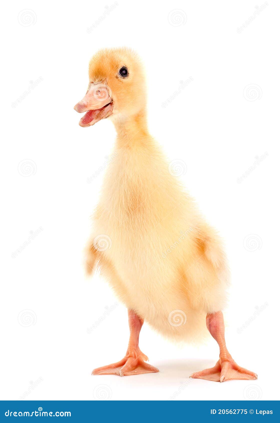 Pato amarillo del bebé imagen de archivo. Imagen de blanco - 20562775