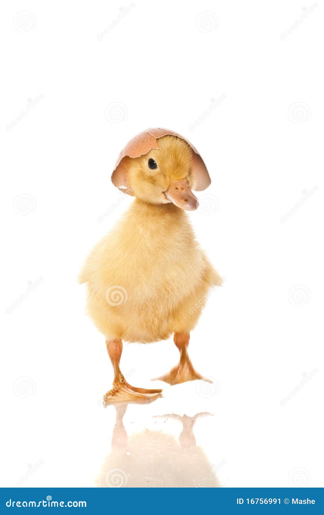 Pato Amarillo En Un Fondo Blanco Imagen de archivo - Imagen de amarillo ...