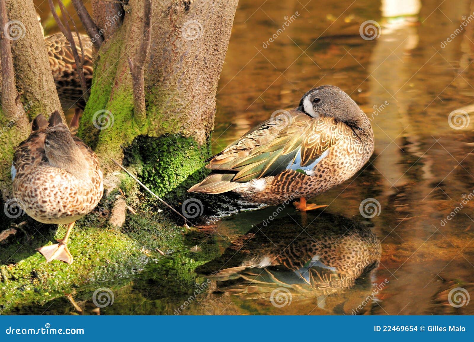 Pato Azul-con Alas Del Trullo Foto de archivo - Imagen de negro ...