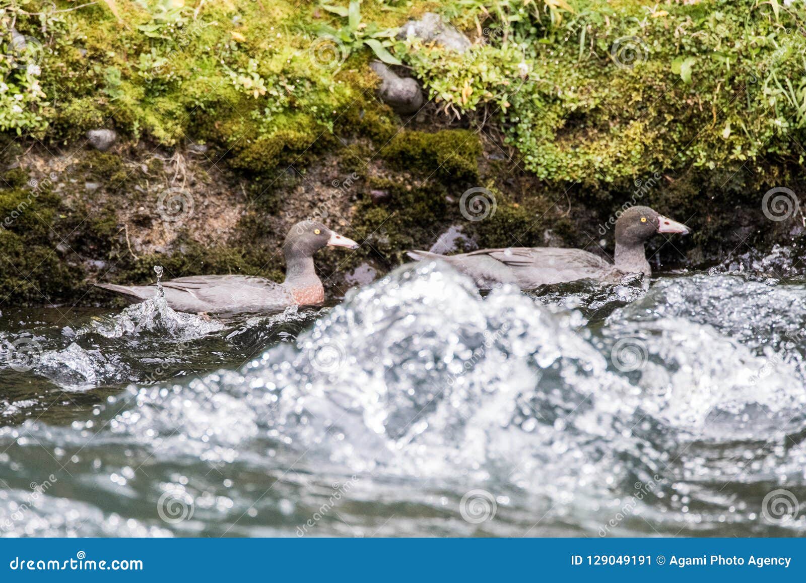 Pato Azul, Malacorhynchos De Hymenolaimus Imagen de archivo - Imagen de ...