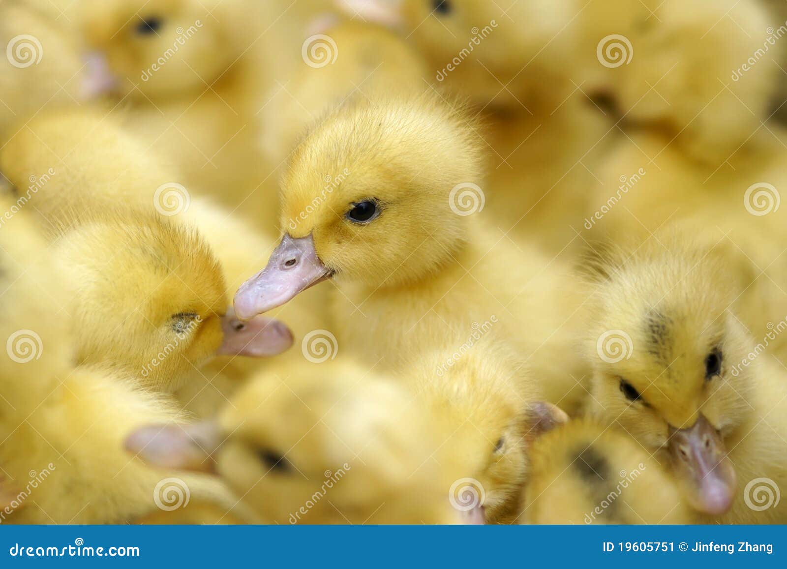 Pato-bebê imagem de stock. Imagem de amarelo, macio, anestesia - 19605751