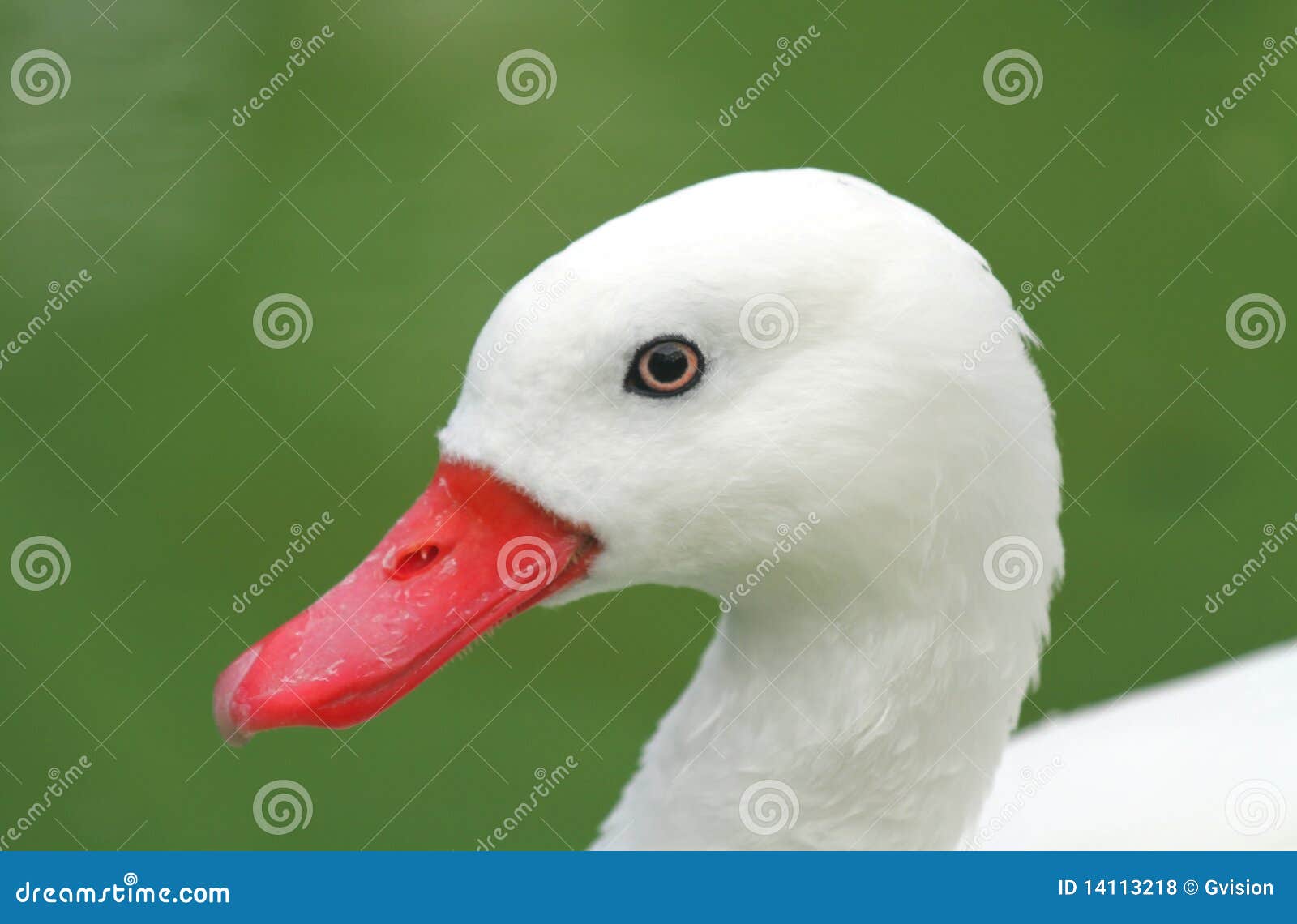 Pato blanco foto de archivo. Imagen de aviar, verde, llano - 14113218