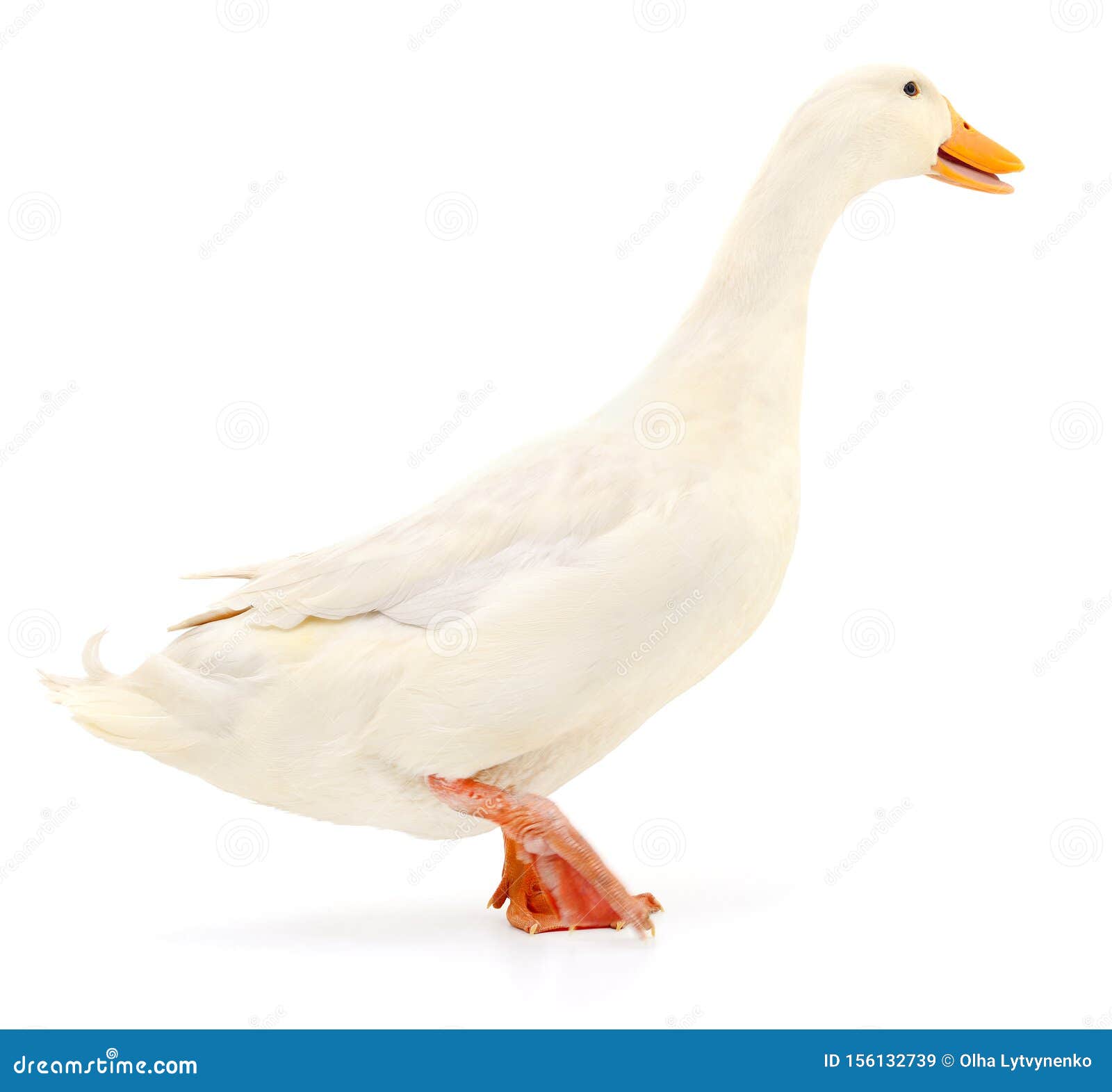 Pato blanco imagen de archivo. Imagen de pato, aislado - 156132739