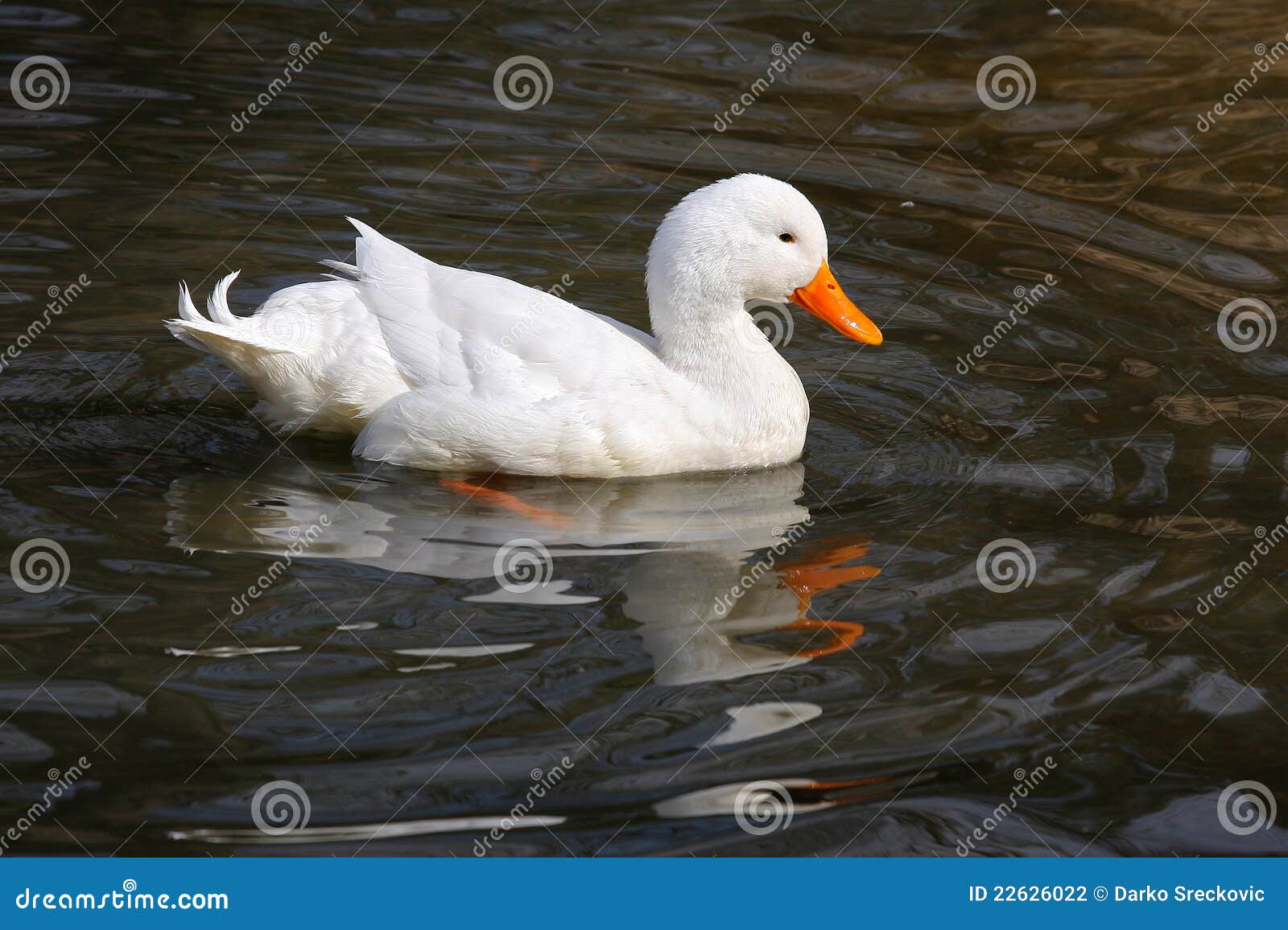 Pato blanco foto de archivo. Imagen de pluma, pato, anaranjado - 22626022