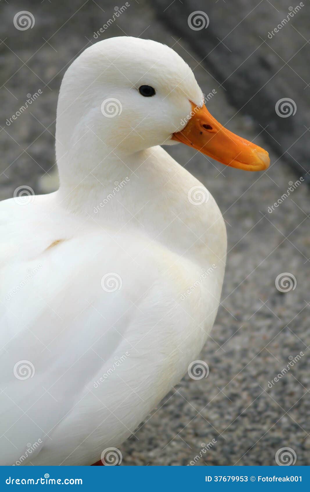 Pato blanco imagen de archivo. Imagen de blanco, pico - 37679953