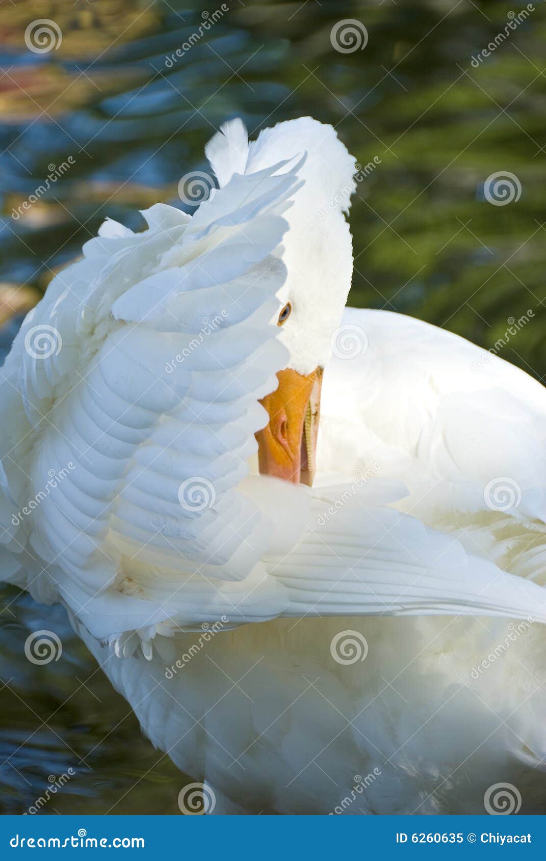 Pato blanco imagen de archivo. Imagen de salvaje, hermoso - 6260635