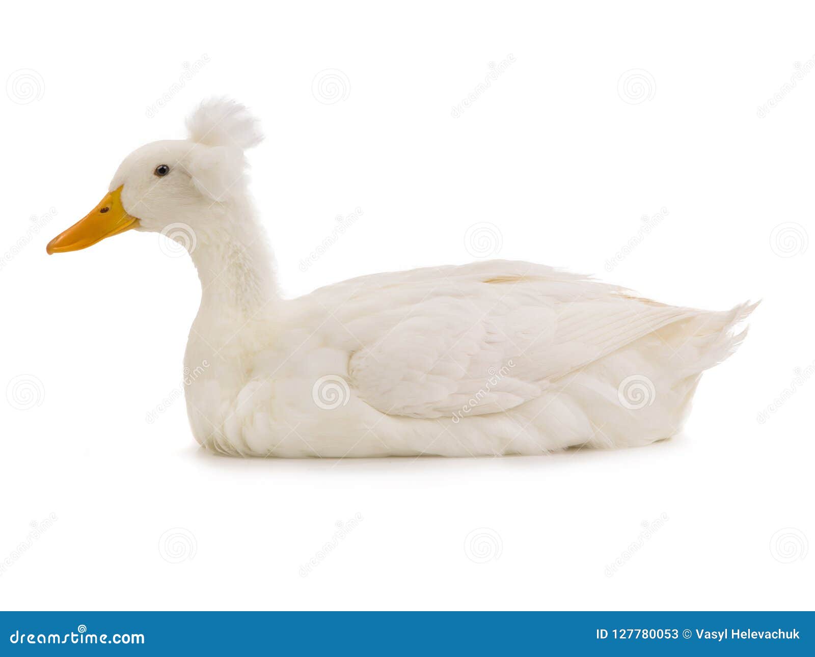 Pato blanco aislado imagen de archivo. Imagen de estudio - 127780053