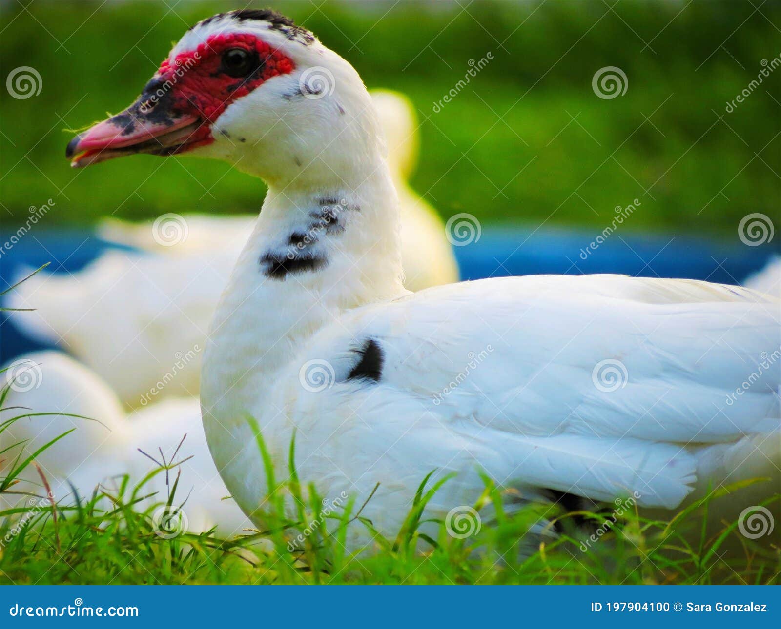 Pato Blanco Con Manchas Rojas Foto de archivo - Imagen de mallard ...