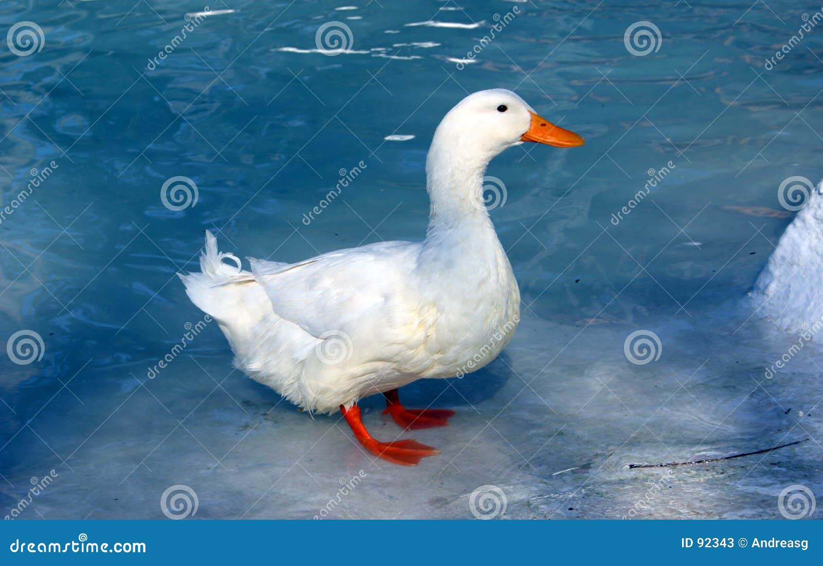 Pato blanco en azul imagen de archivo. Imagen de animales - 92343