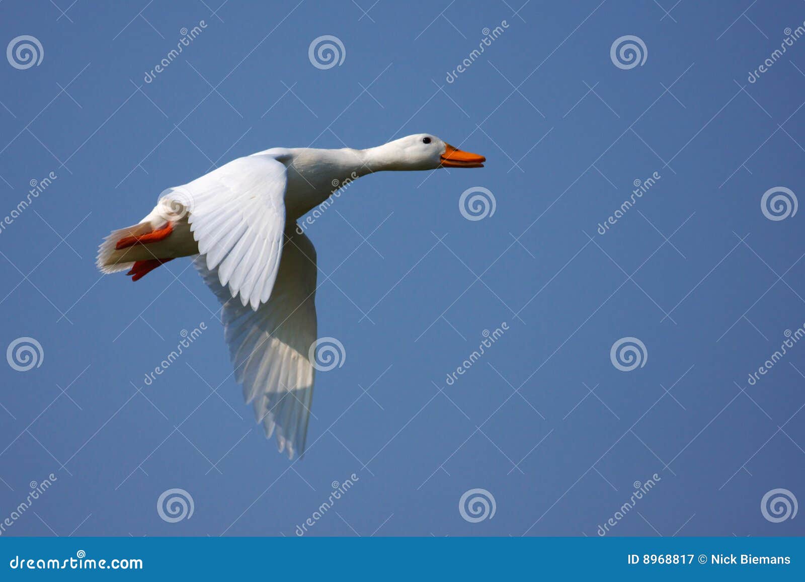 Pato blanco en vuelo imagen de archivo. Imagen de pato - 8968817