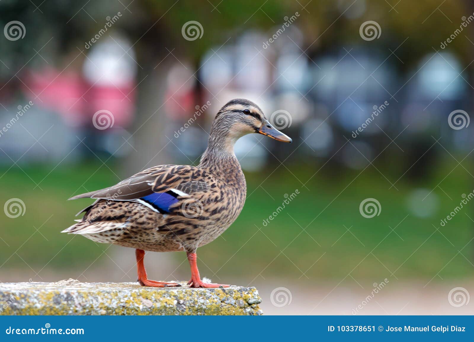 Pato Bonito Com As Asas Azuis E Marrons Imagem de Stock - Imagem de ...