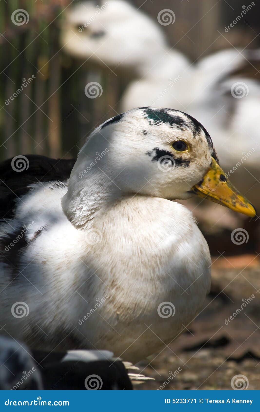 Pato bonito, rescatado imagen de archivo. Imagen de fauna - 5233771