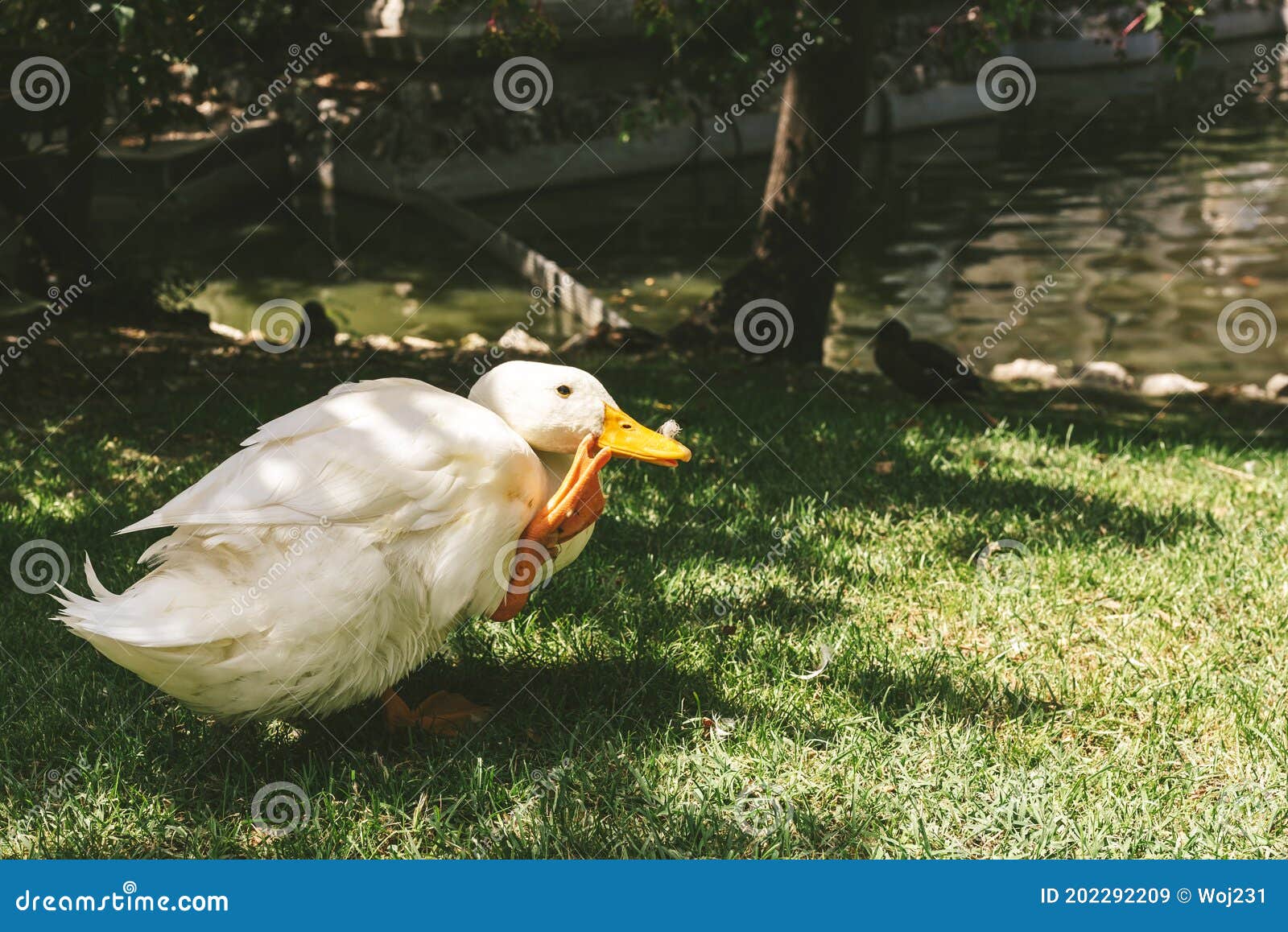 Pato Branco Sentado No Gramado. Imagem de Stock - Imagem de galinha ...