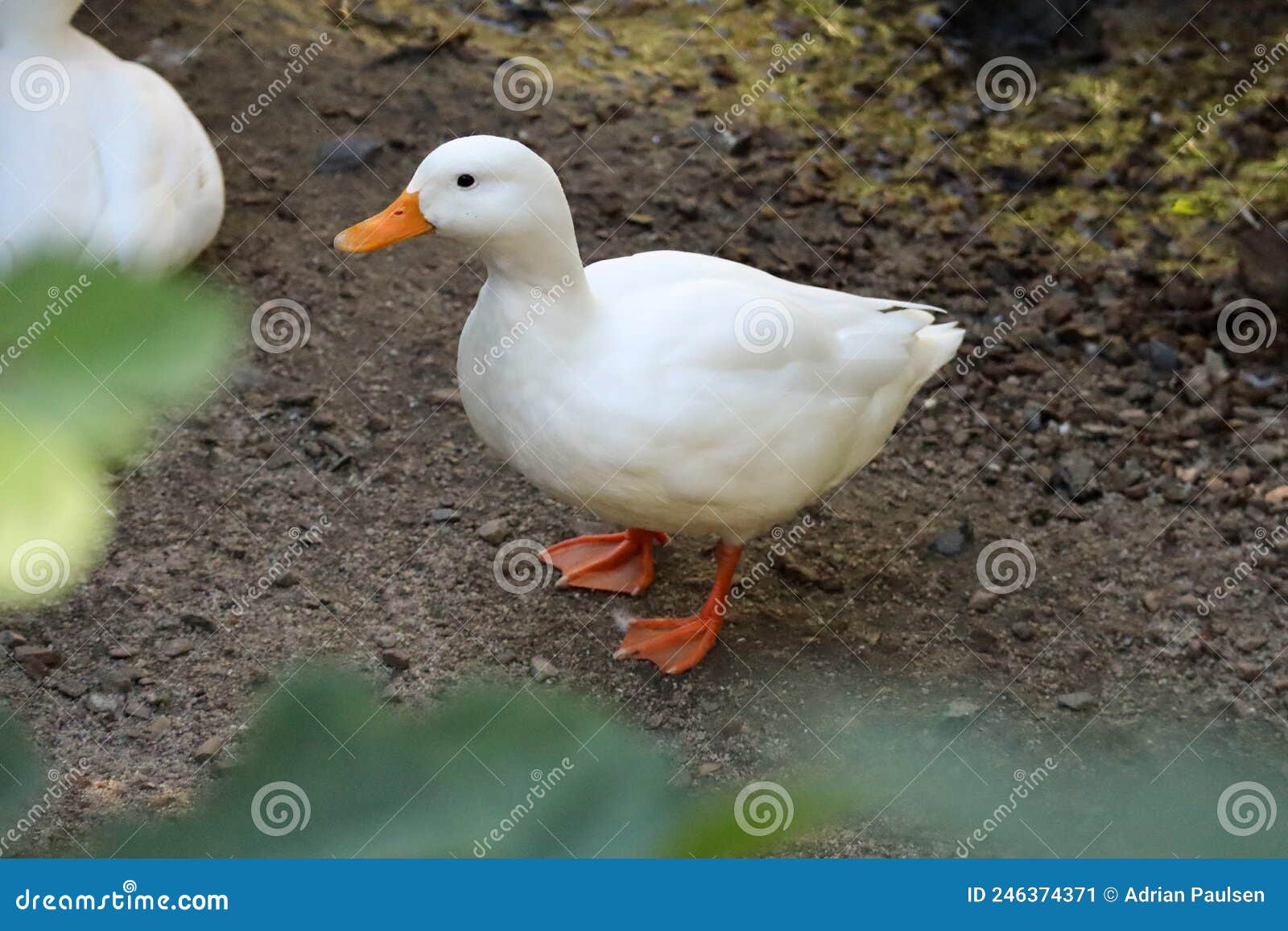 Pato caminando en barro imagen de archivo. Imagen de caminar - 246374371
