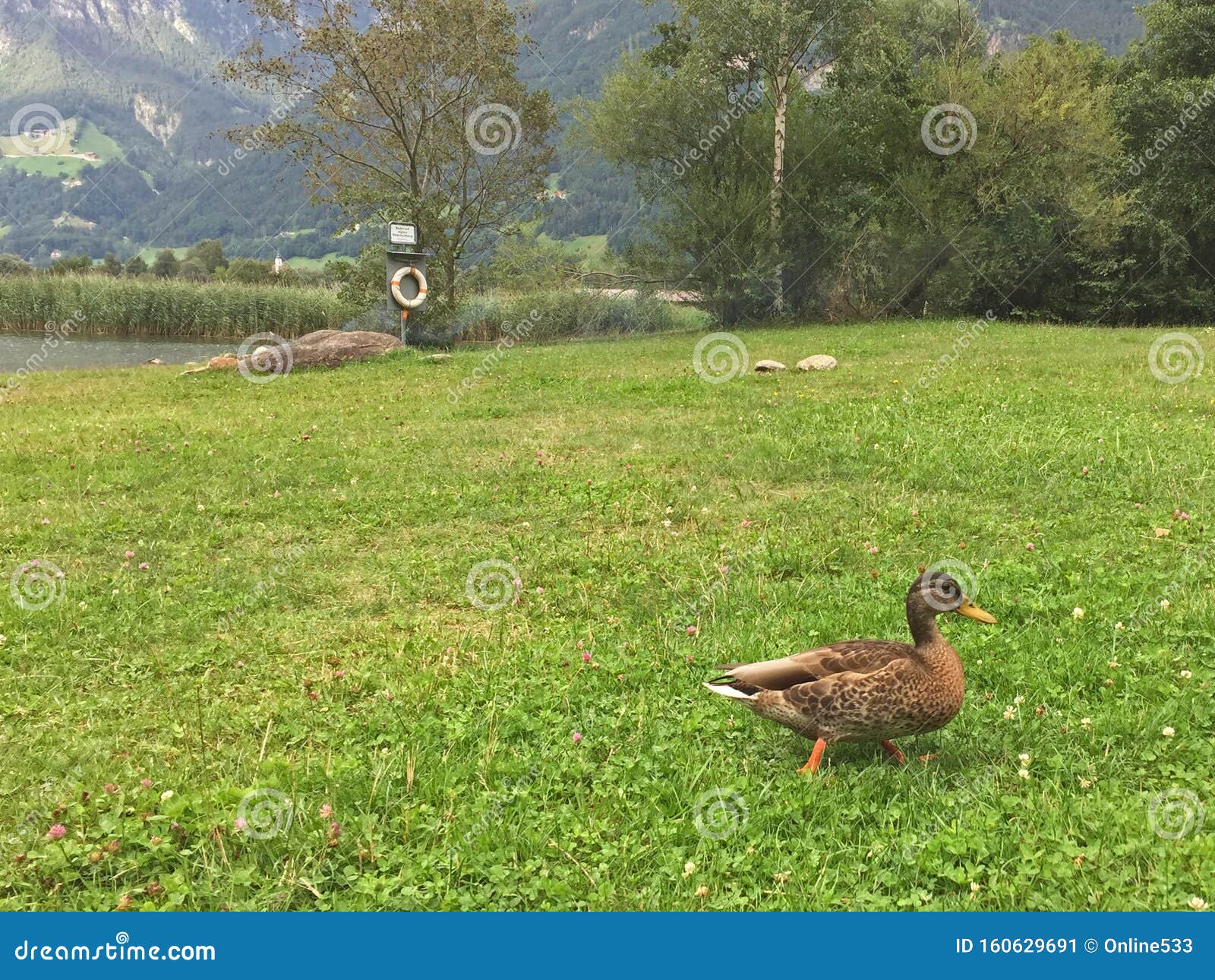 Pato Caminando En Una Pradera Imagen de archivo - Imagen de paisaje ...