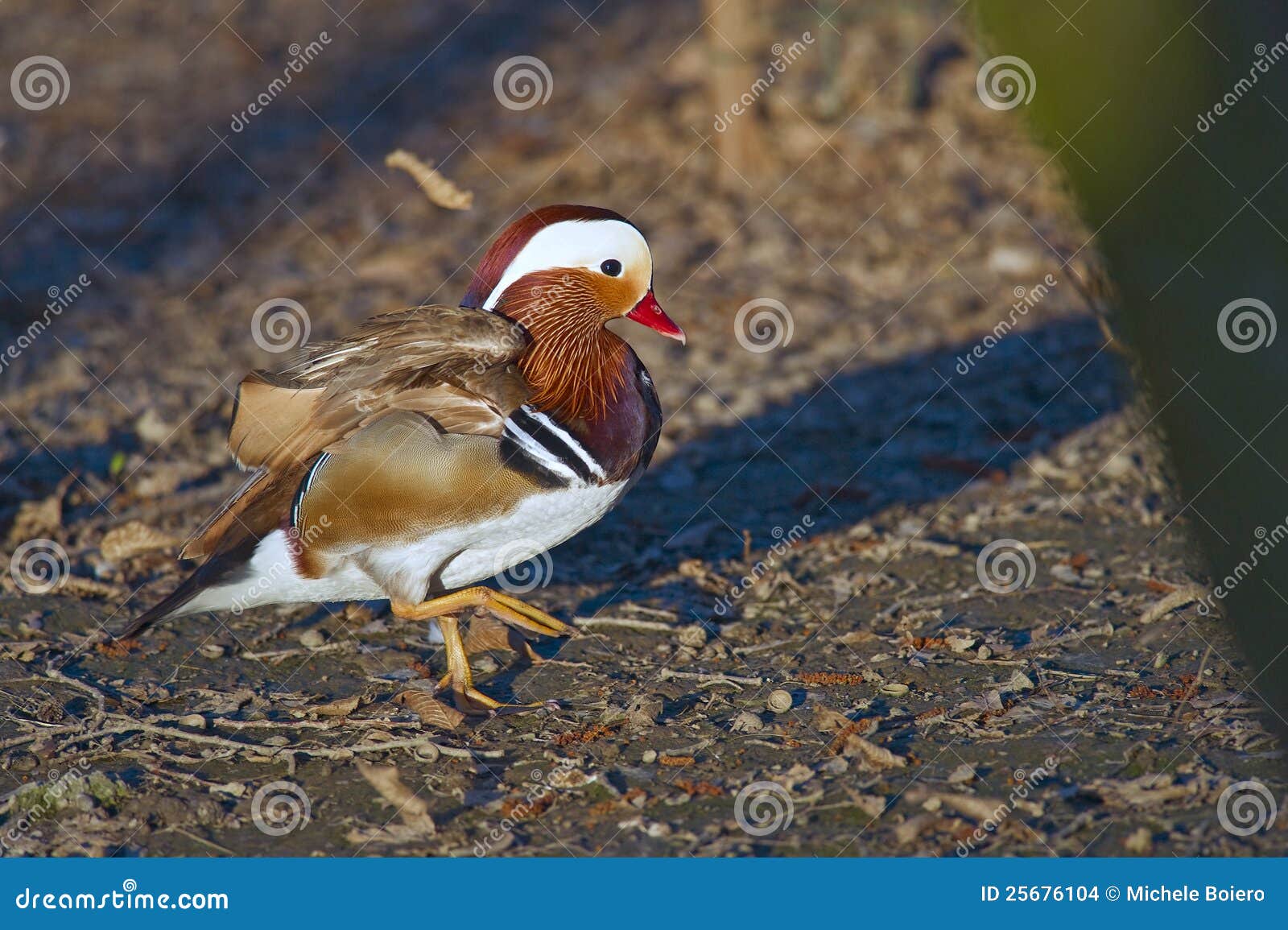 Pato colorido foto de stock. Imagem de colorido, animais - 25676104