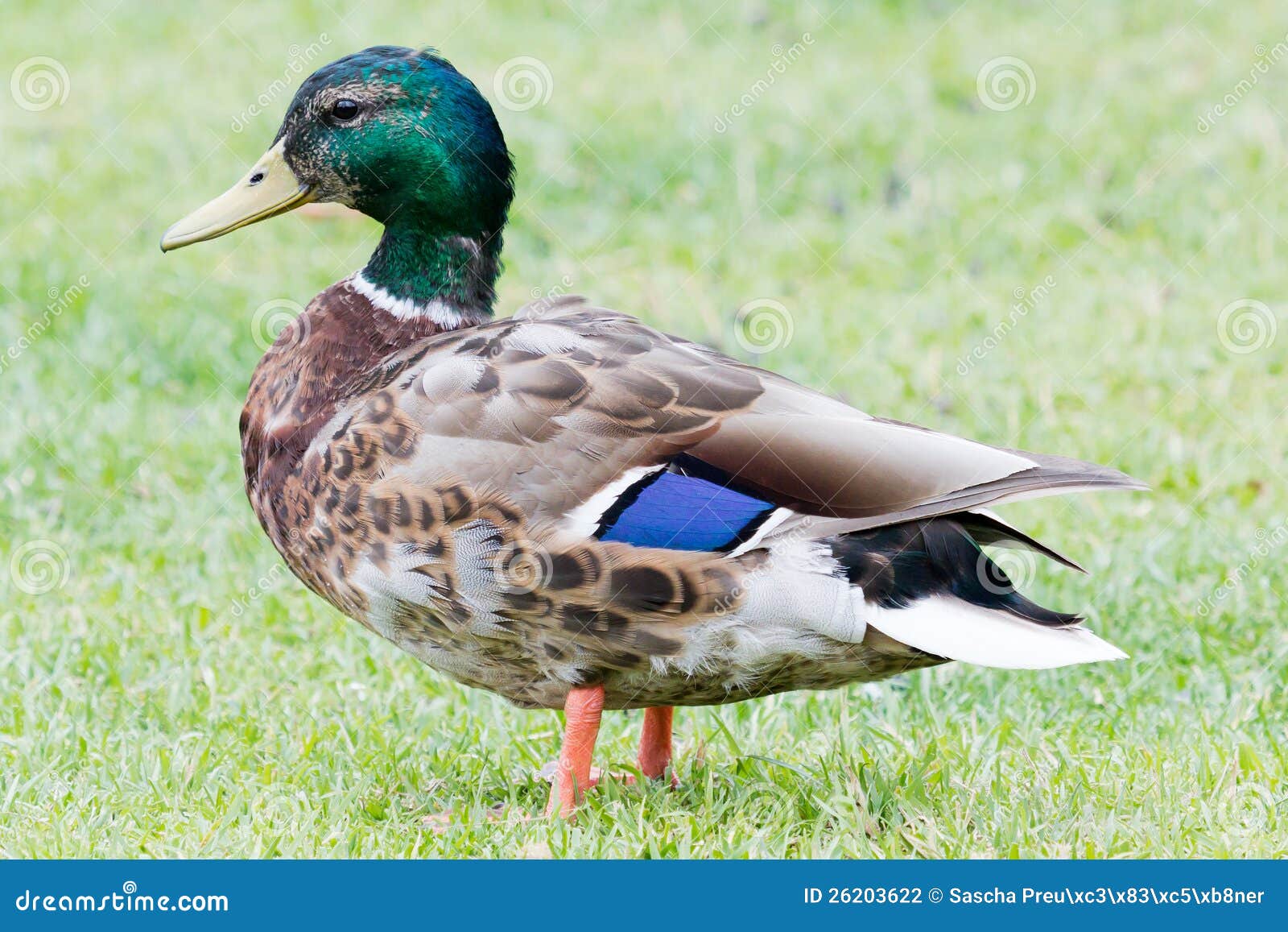 Pato colorido foto de stock. Imagem de plumagem, prado - 26203622
