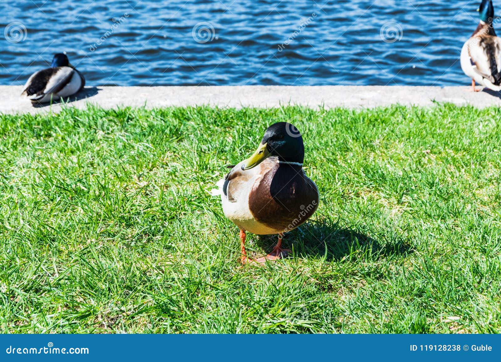 Pato colorido na costa foto de stock. Imagem de pato - 119128238