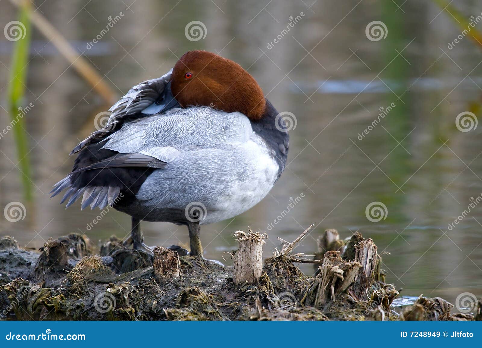 Pato común del pato de mar imagen de archivo. Imagen de alas - 7248949