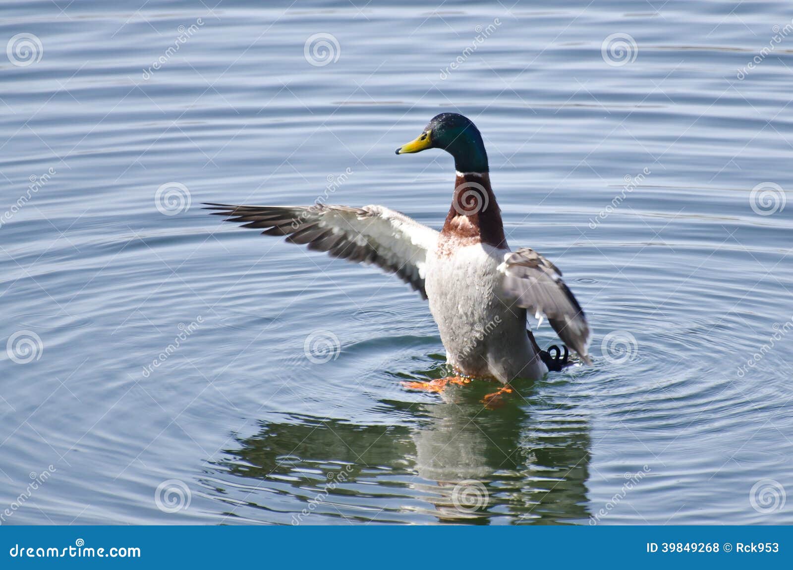 Pato com as asas estendido foto de stock. Imagem de animal - 39849268