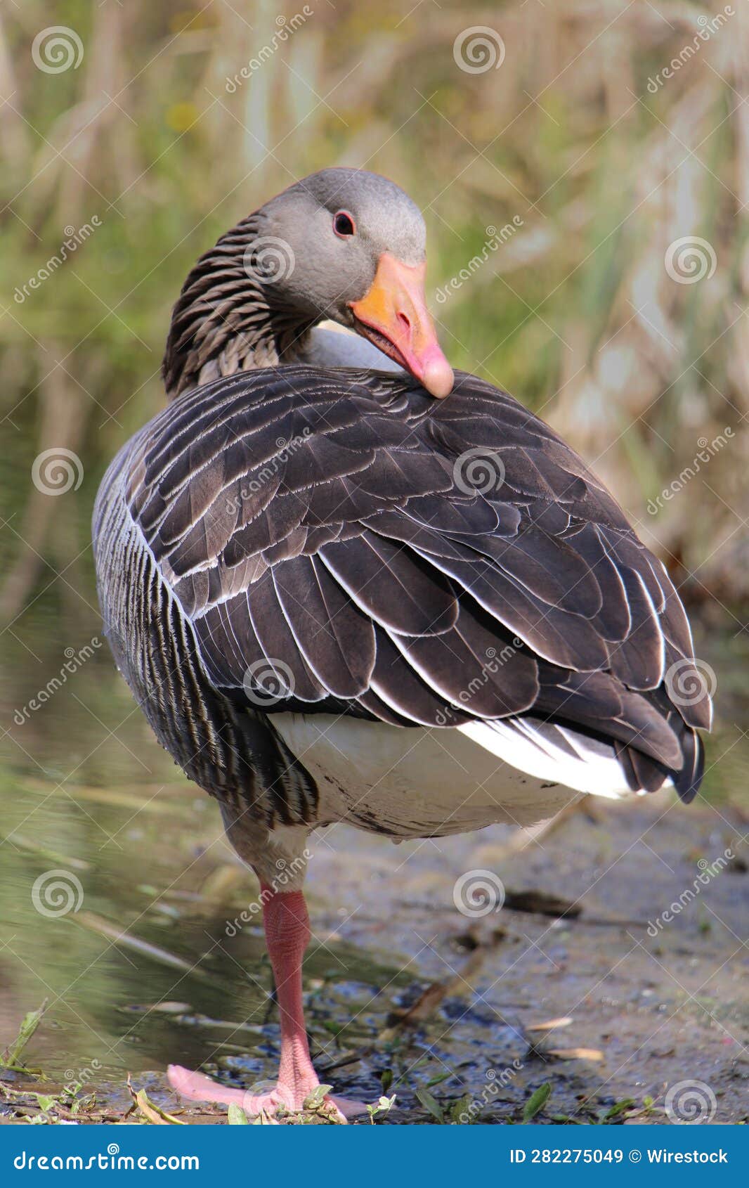 Pato Com Bico De Laranja Na Costa De Um Lago Tranquilo Imagem de Stock ...