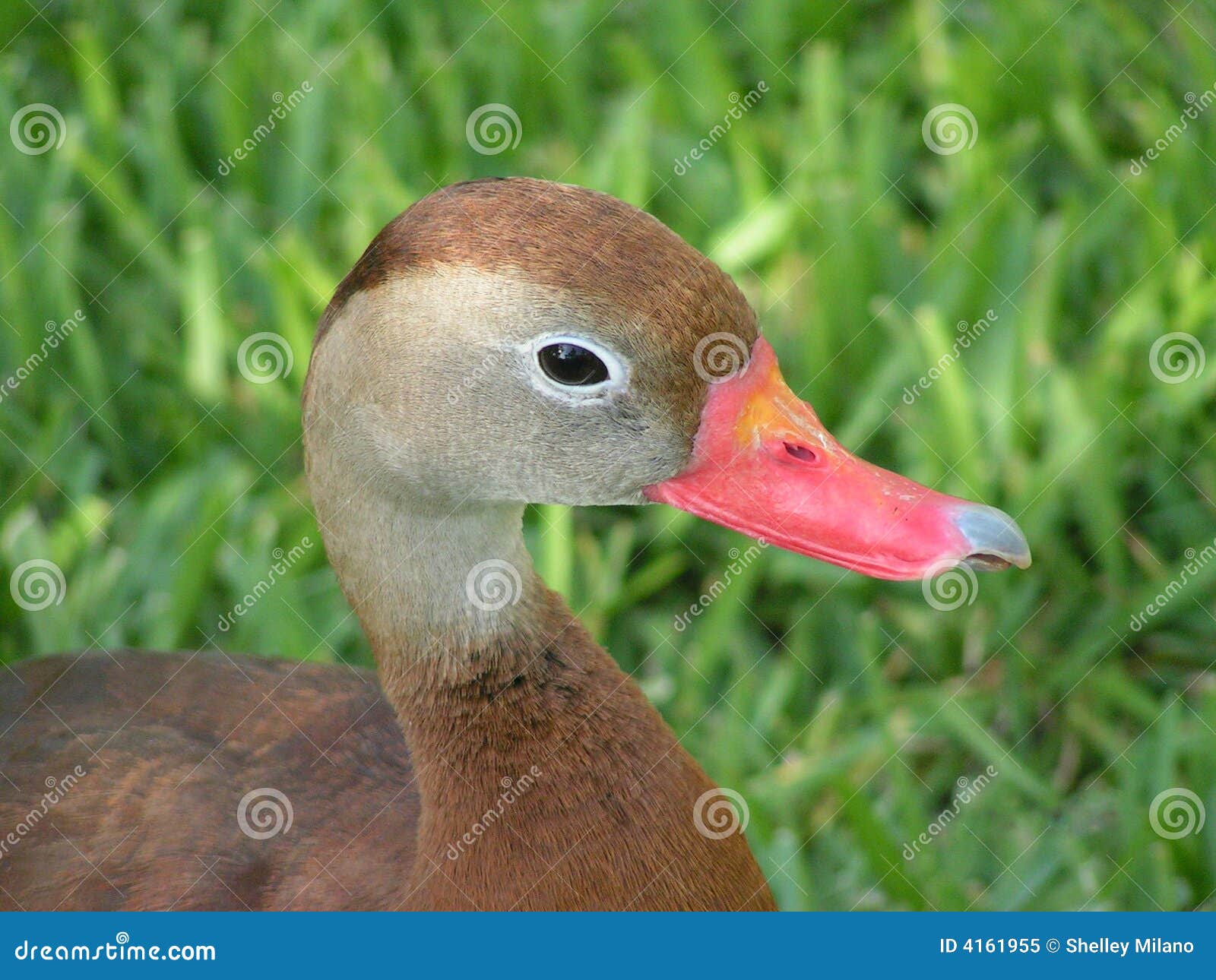 Pato con el pico quebrado imagen de archivo. Imagen de dulce - 4161955