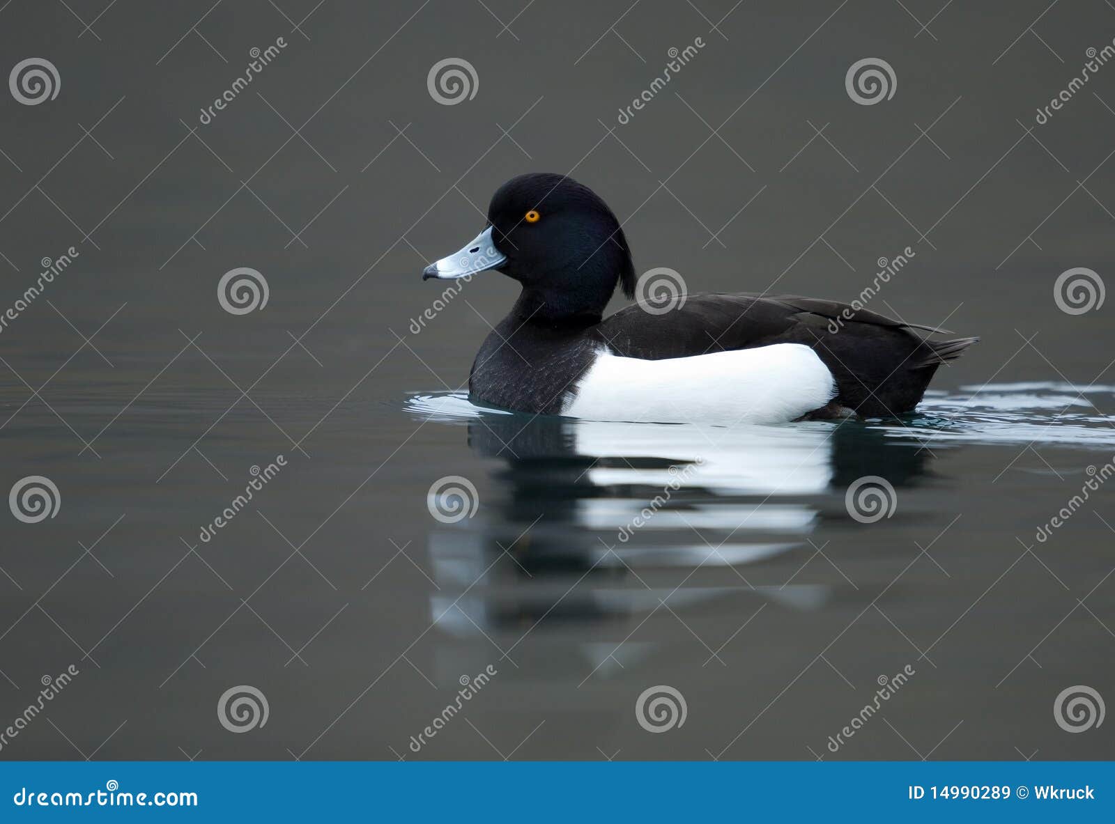 Pato copetudo imagen de archivo. Imagen de lago, pato - 14990289