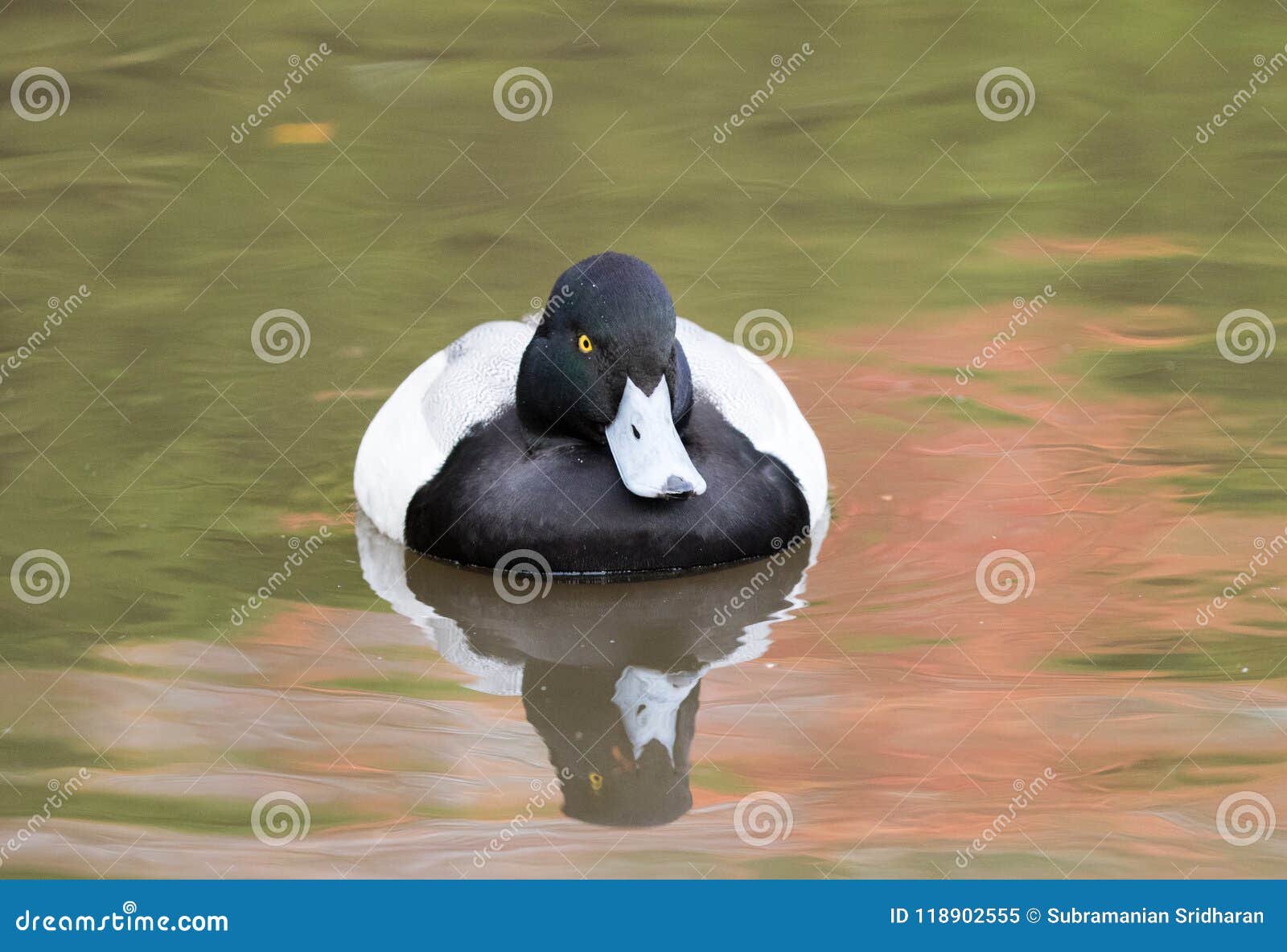 Pato copetudo enojado imagen de archivo. Imagen de agua - 118902555
